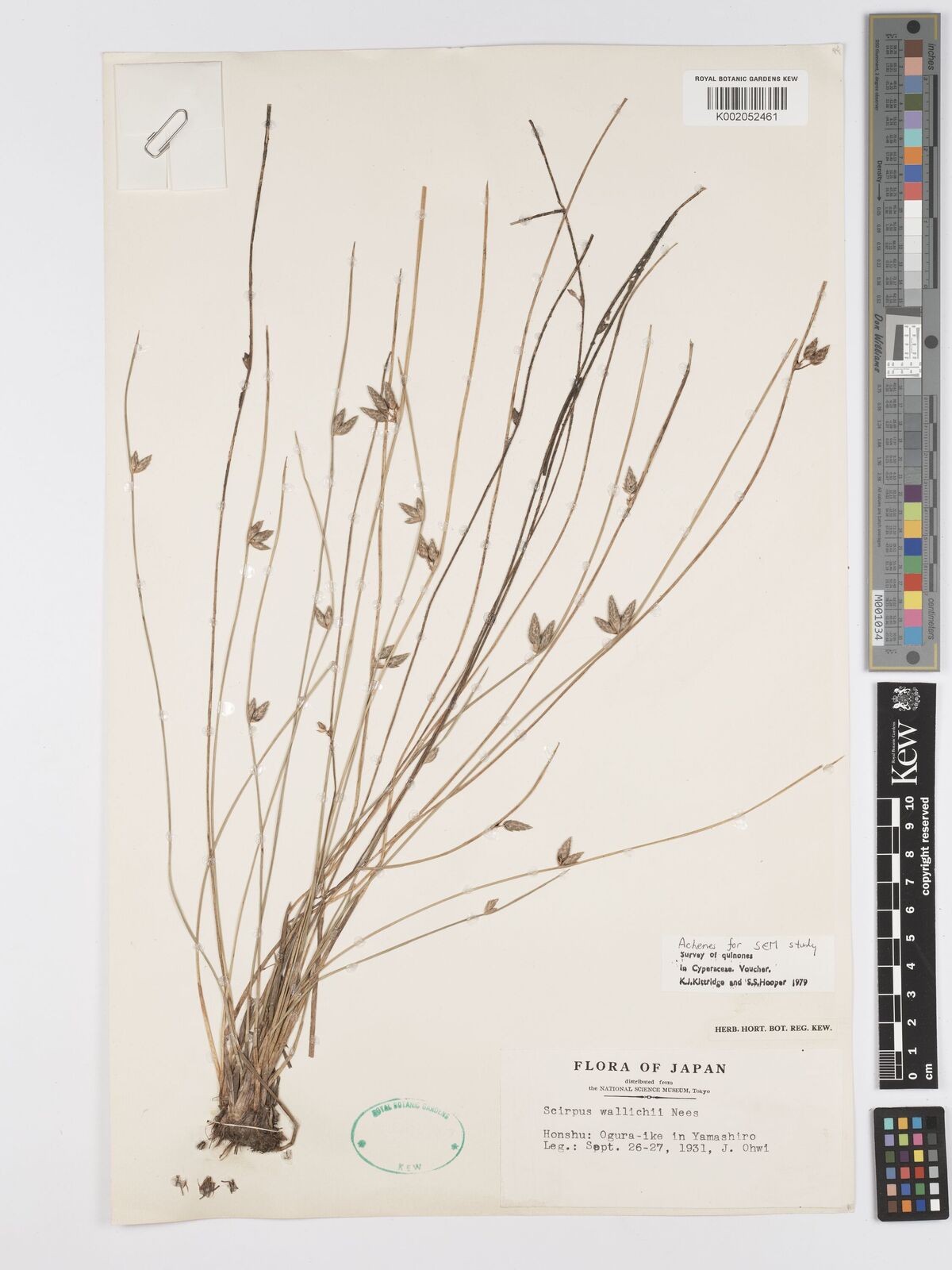 Schoenoplectiella wallichii (Nees) Lye | Plants of the World Online ...