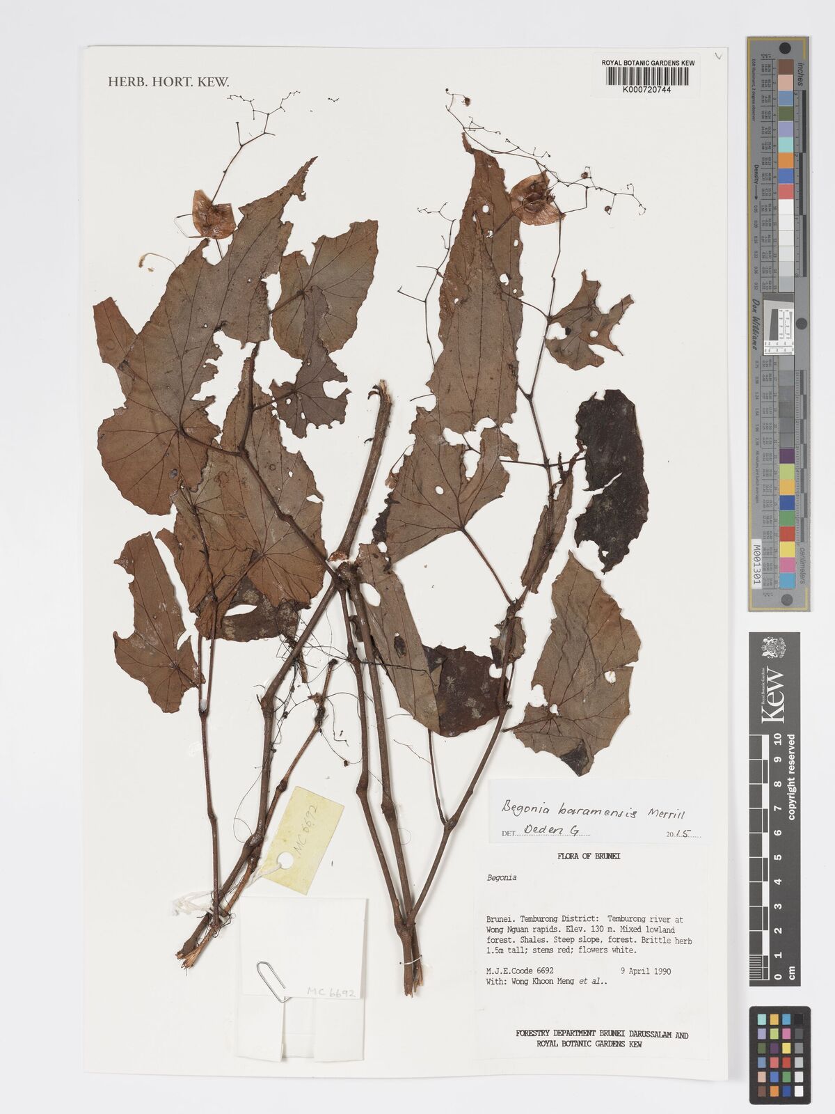 Begonia baramensis Merr. | Plants of the World Online | Kew Science