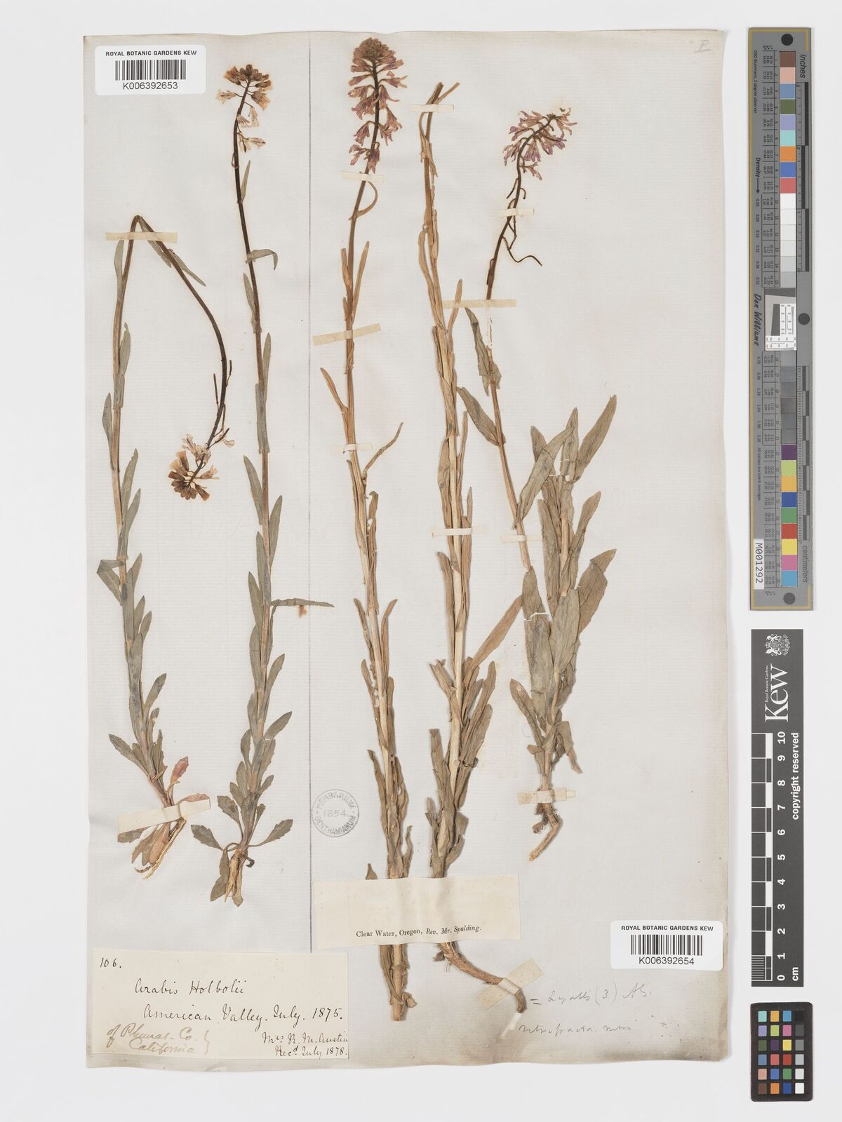 Boechera holboellii (Hornem.) Á.Löve & D.Löve | Plants of the World ...