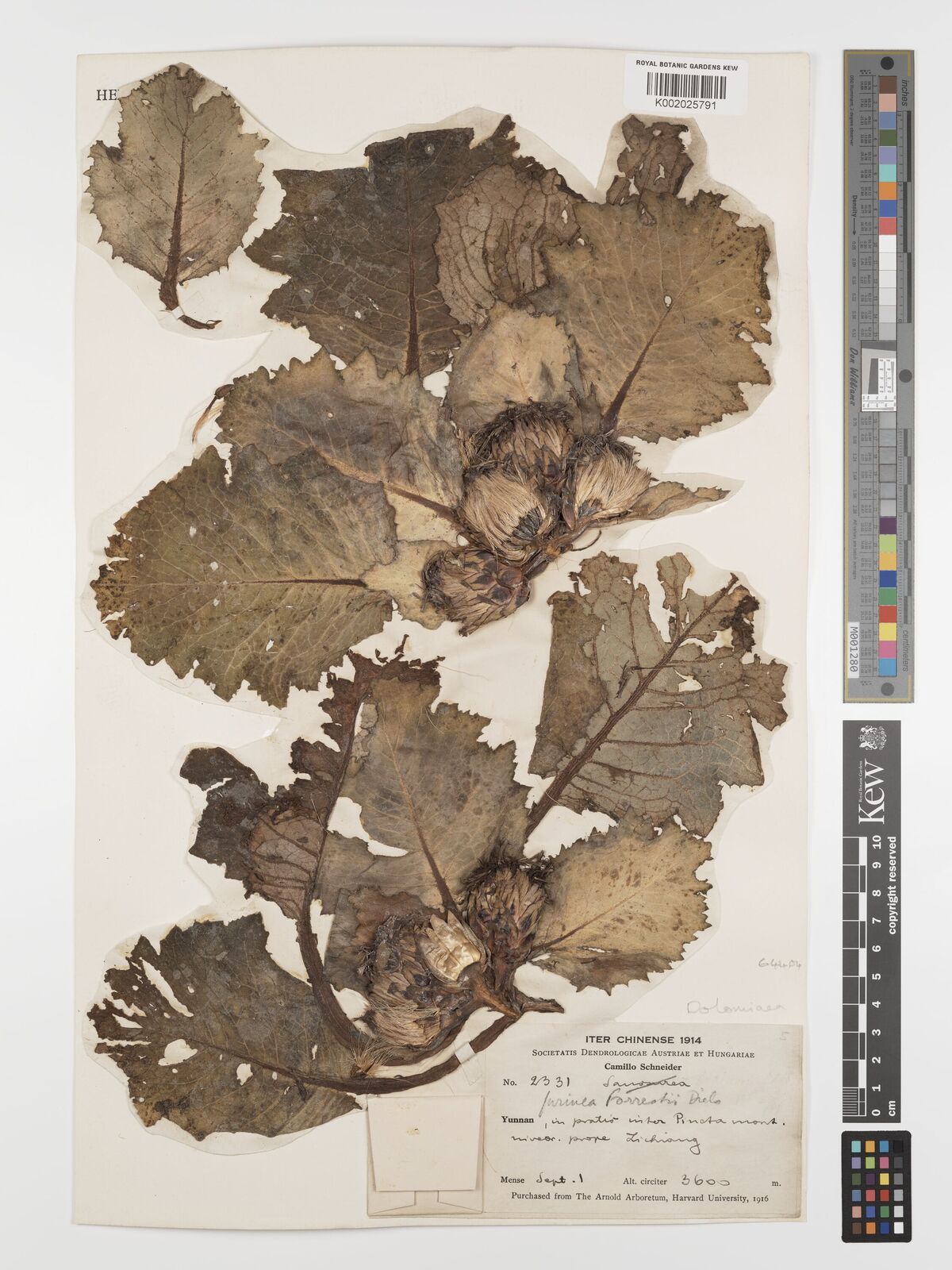 Dolomiaea forrestii (Diels) C.Shih | Plants of the World Online | Kew ...