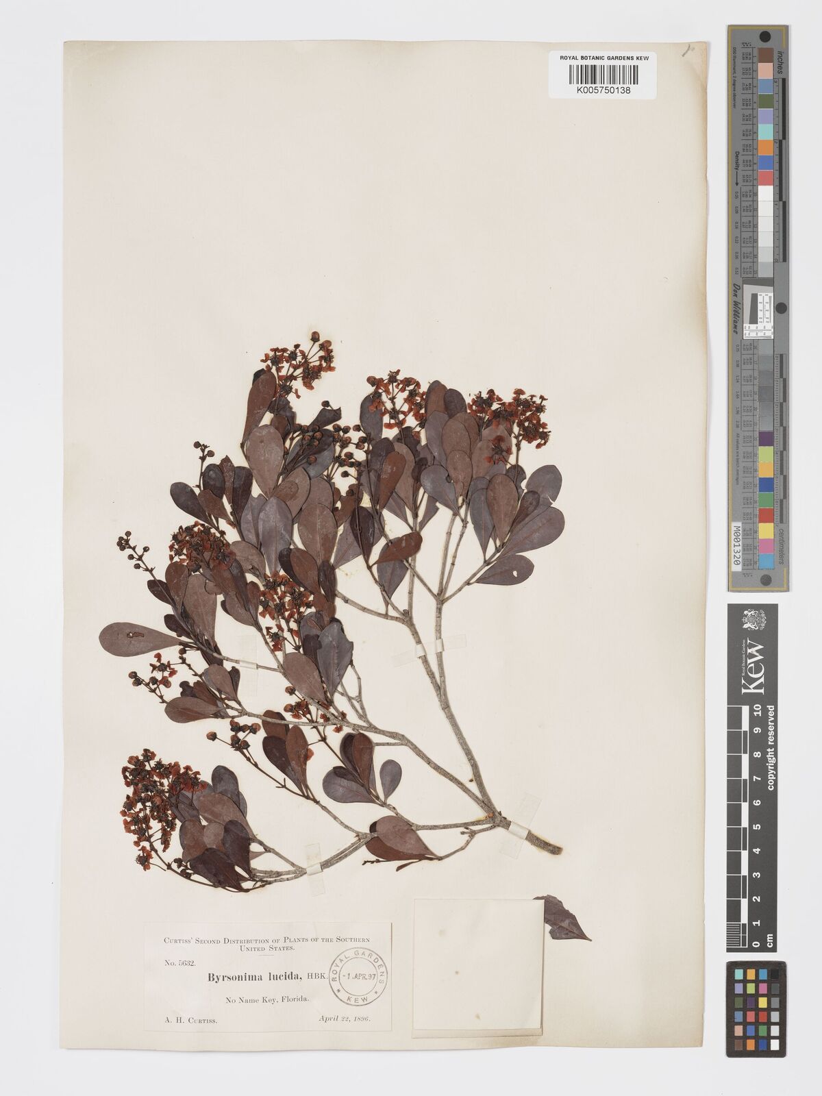 Byrsonima lucida (Mill.) DC. | Plants of the World Online | Kew Science