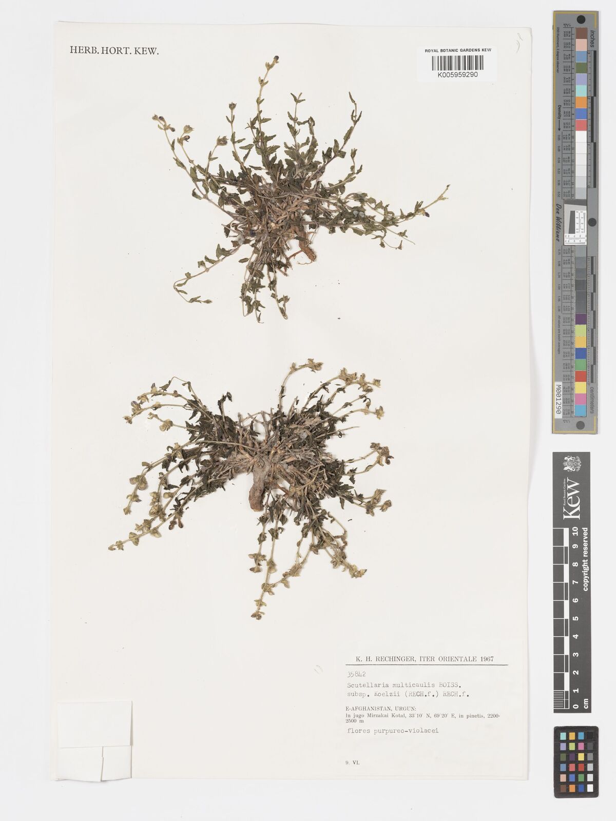 Scutellaria multicaulis subsp. koelzii (Rech.f.) Rech.f. | Plants of ...