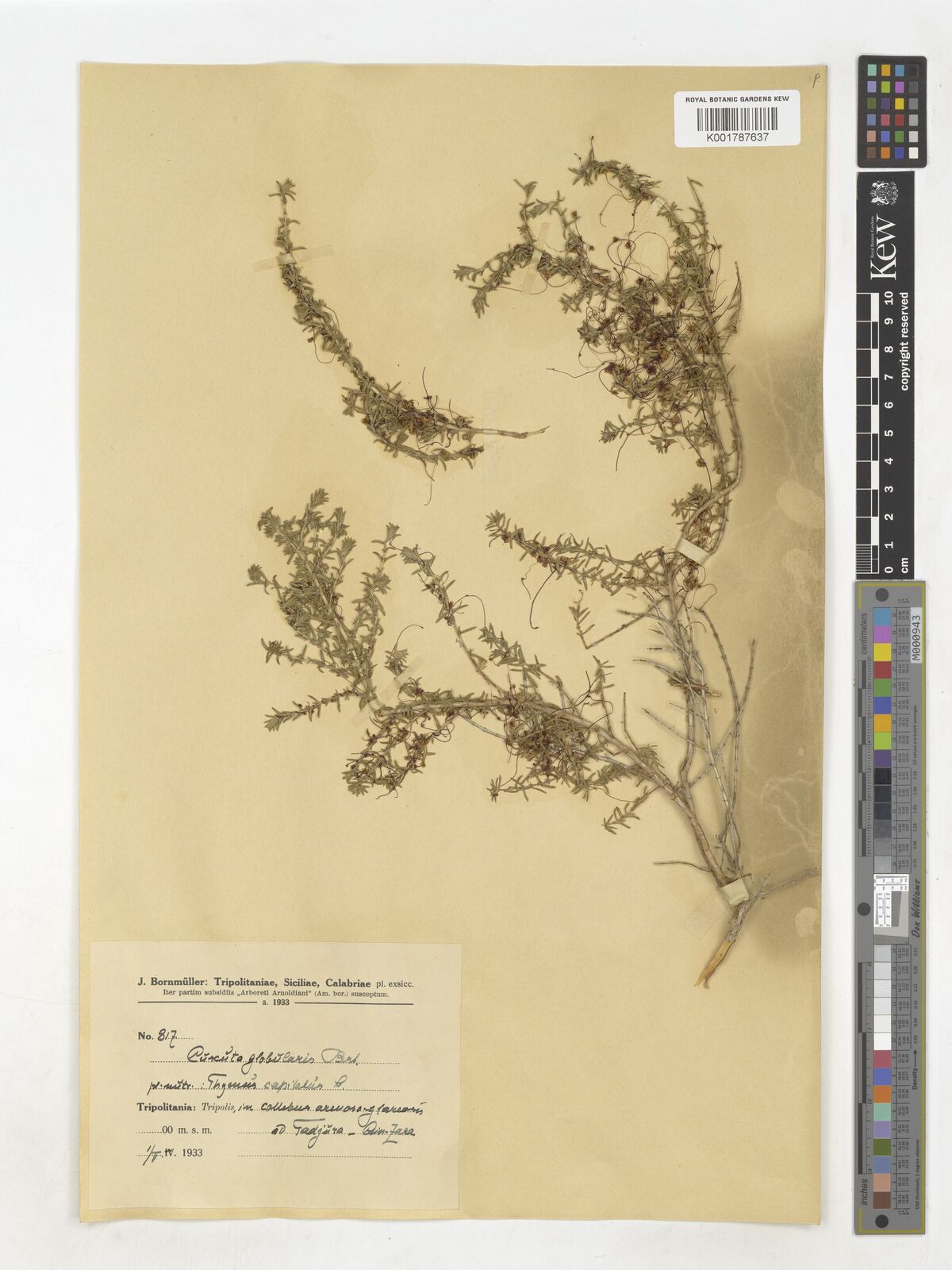 Cuscuta palaestina var. palaestina | Plants of the World Online | Kew ...