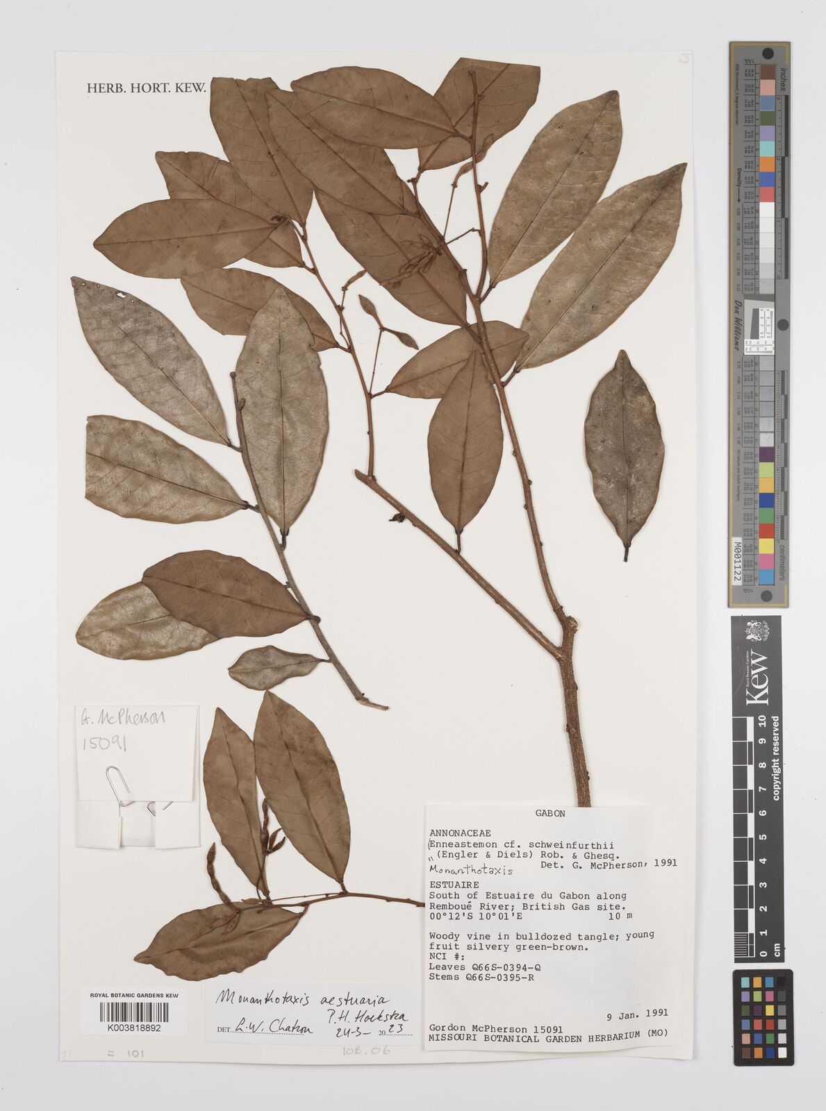Monanthotaxis aestuaria P.H.Hoekstra | Plants of the World Online | Kew ...