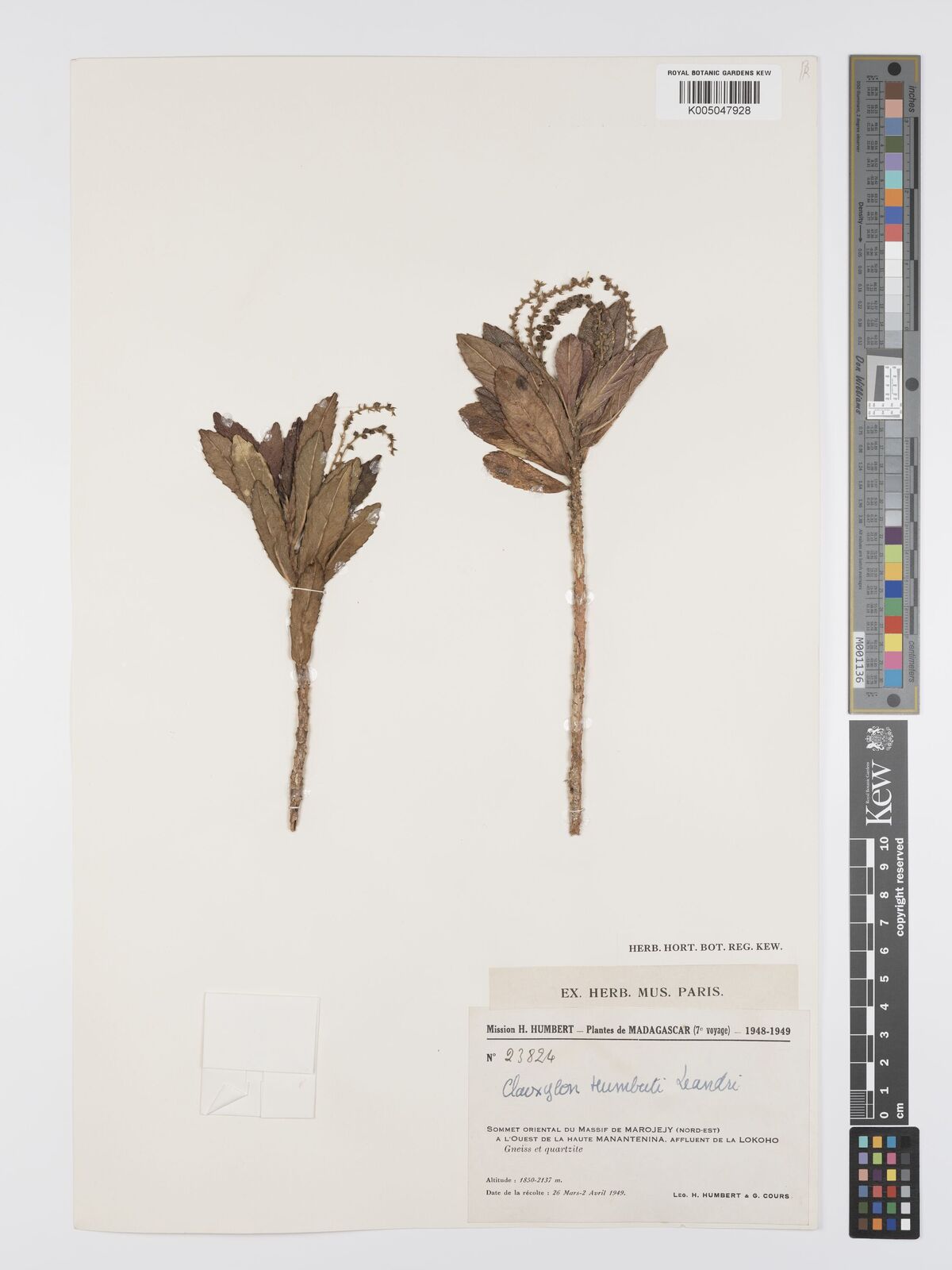 Claoxylon humbertii Leandri | Plants of the World Online | Kew Science