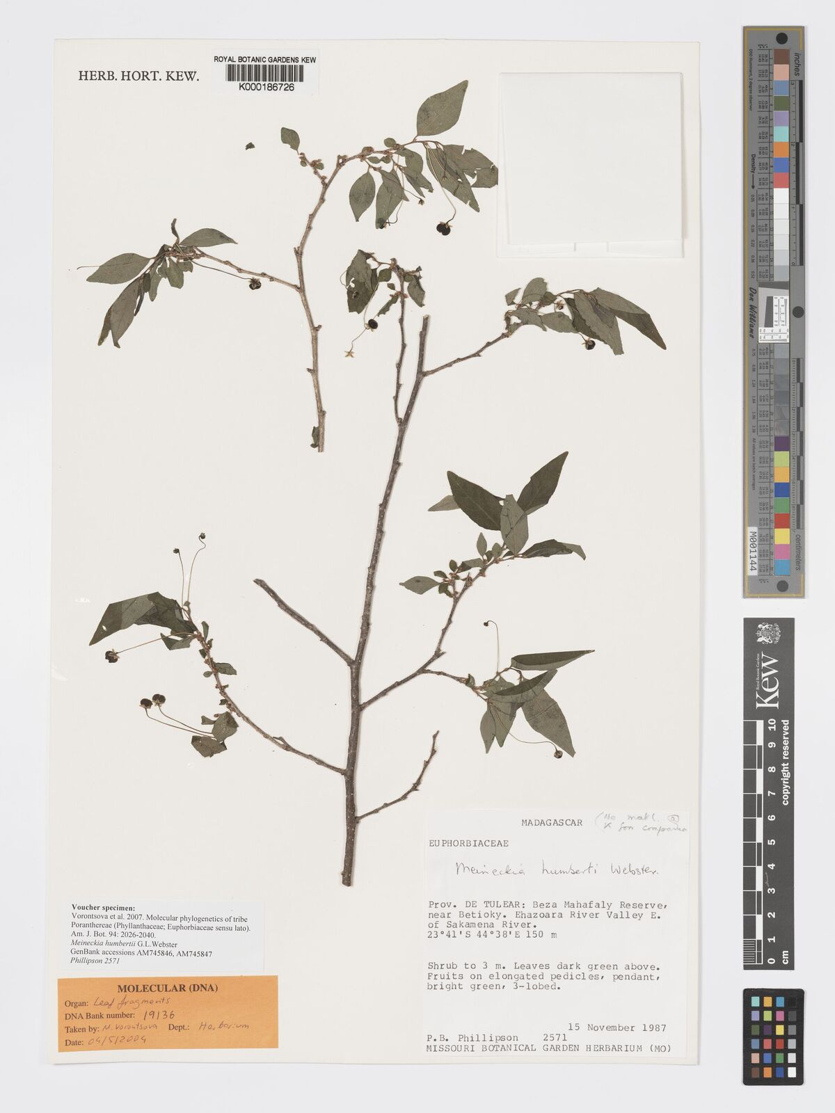 Meineckia humbertii G.L.Webster | Plants of the World Online | Kew Science