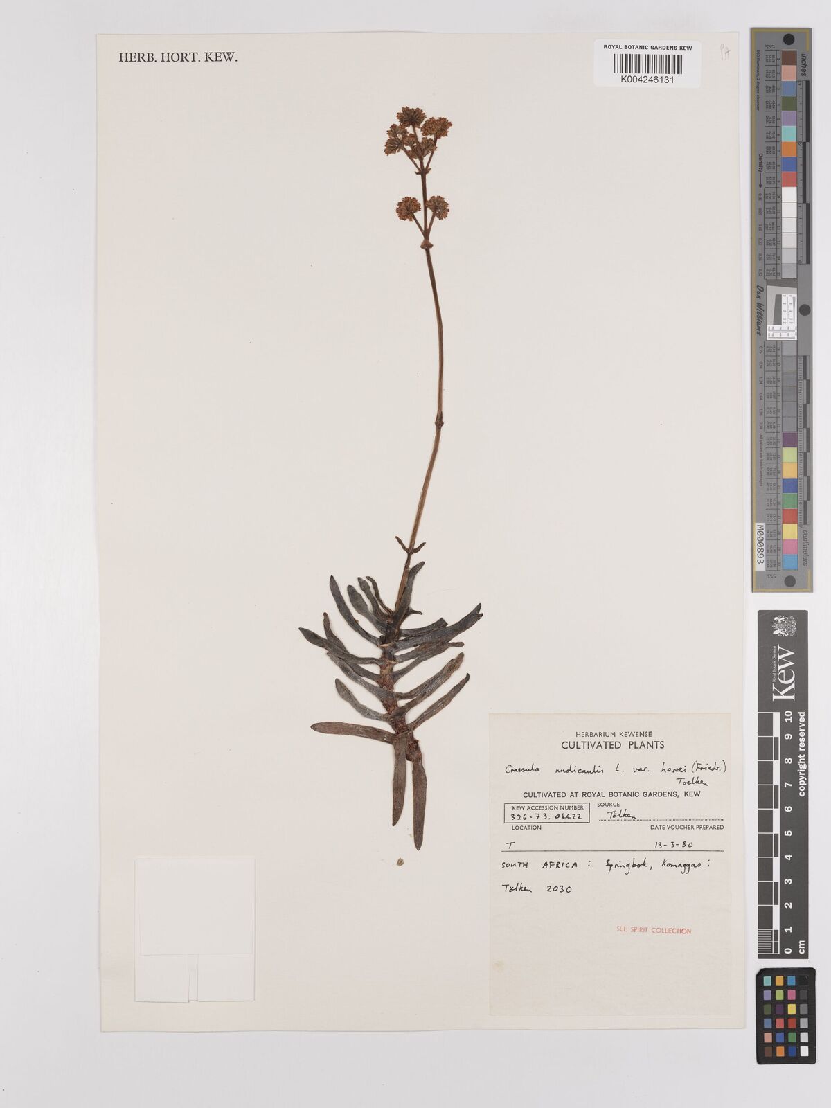 Crassula nudicaulis var. herrei (Friedrich) Toelken | Plants of the ...