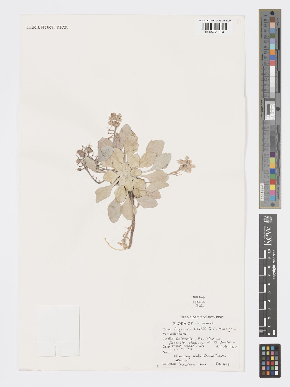 Physaria bellii G.A.Mulligan | Plants of the World Online | Kew Science