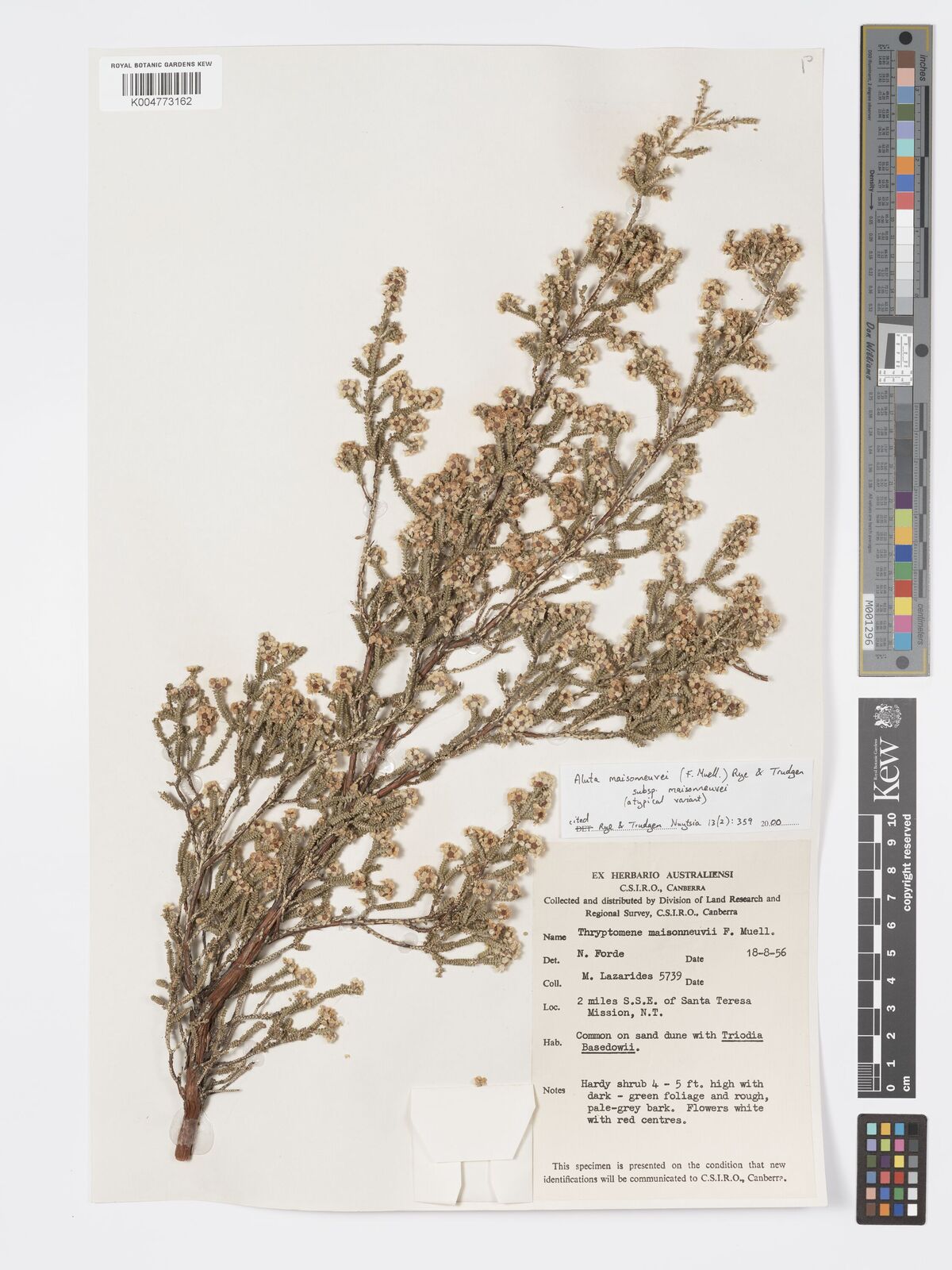 Aluta Rye & Trudgen | Plants of the World Online | Kew Science