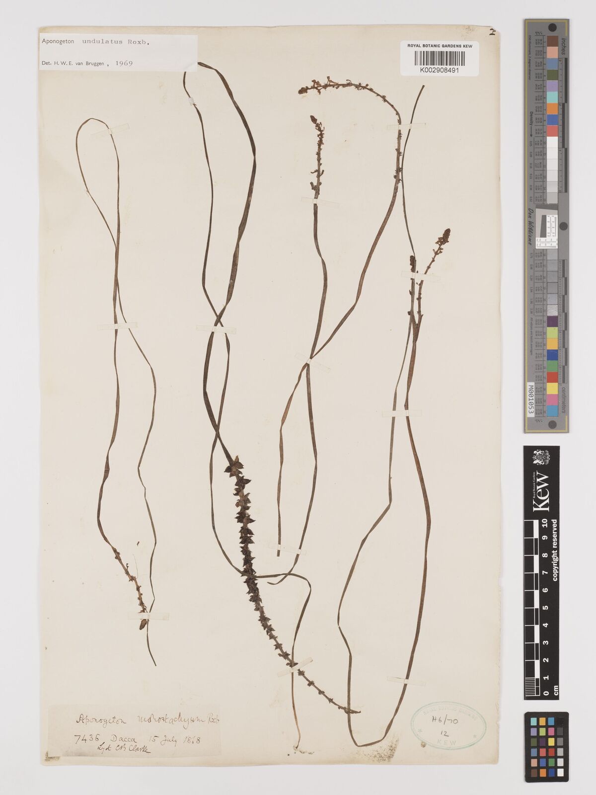 Aponogeton undulatus Roxb. | Plants of the World Online | Kew Science