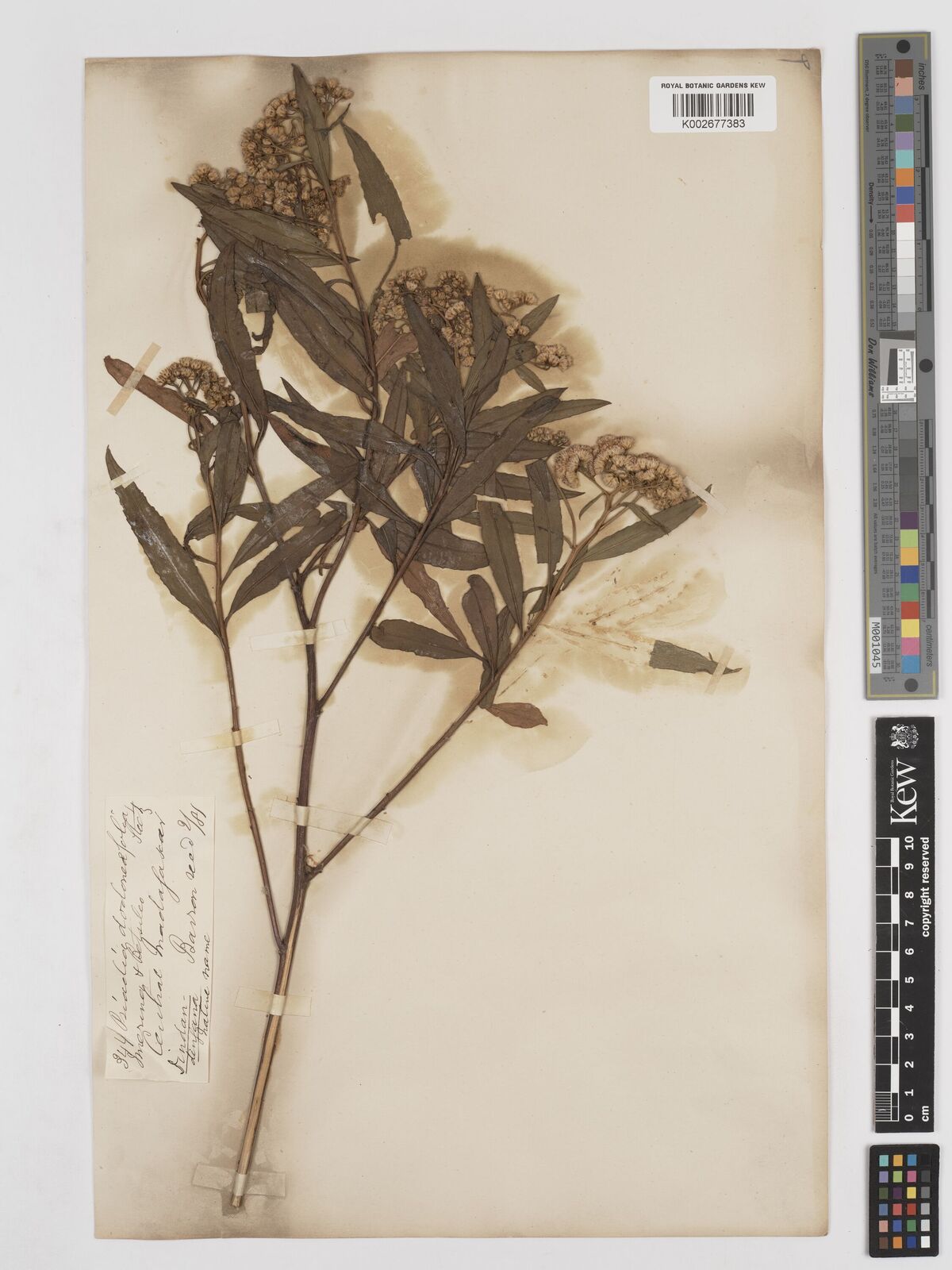 Psiadia punctulata Vatke | Plants of the World Online | Kew Science