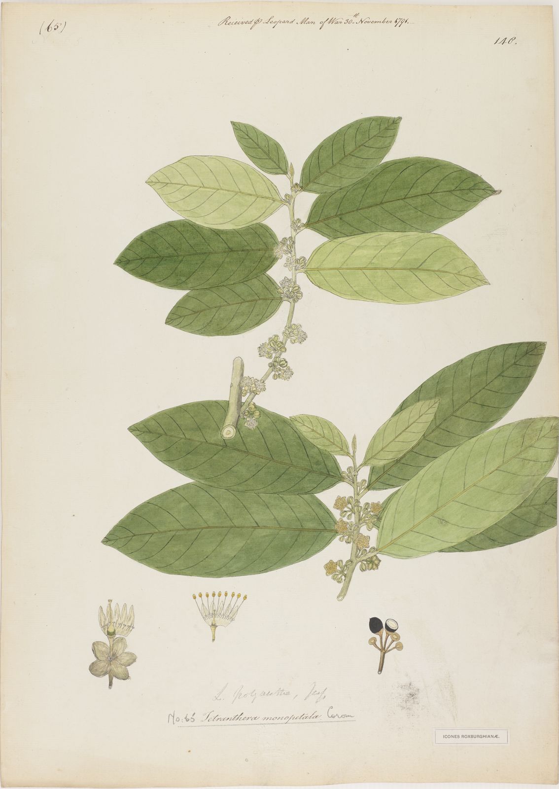 Litsea monopetala (Roxb.) Pers. | Plants of the World Online | Kew Science