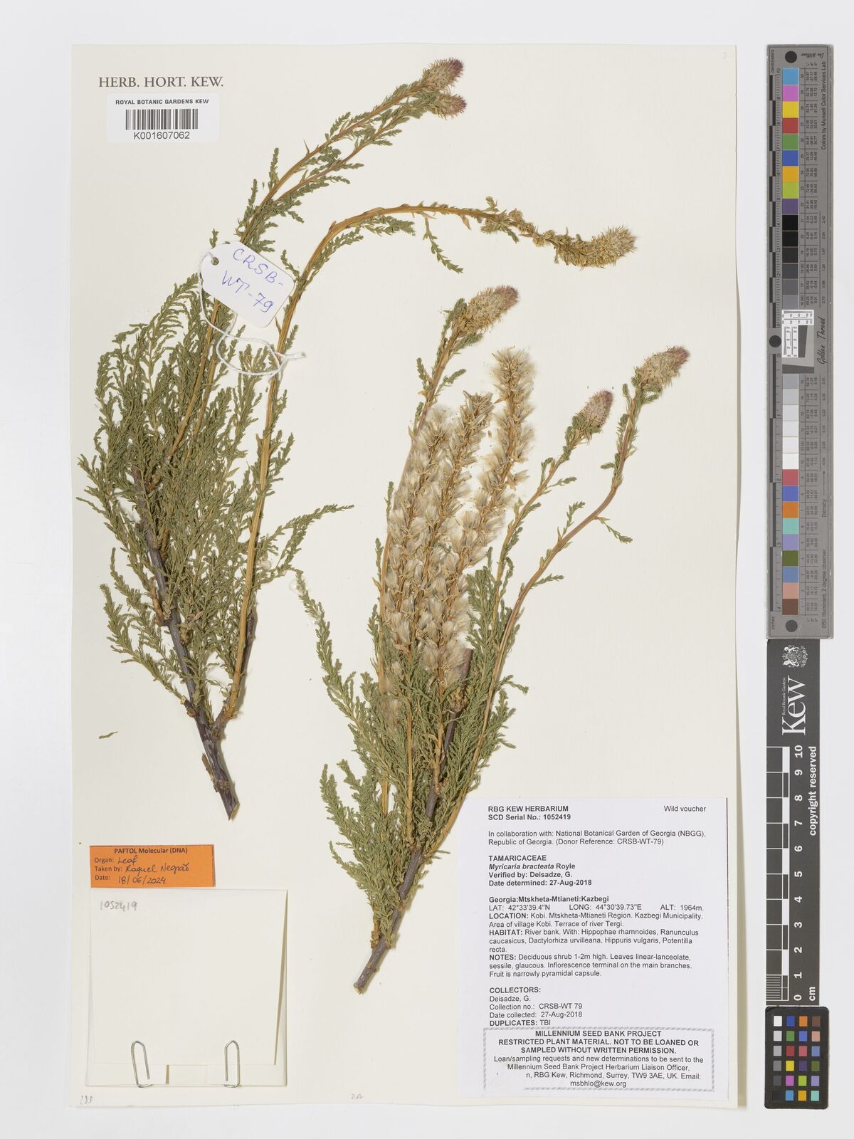Myricaria bracteata Royle | Plants of the World Online | Kew Science