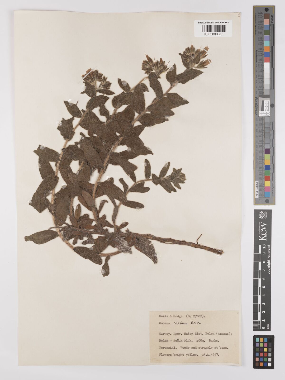 Onosma cassia Boiss. | Plants of the World Online | Kew Science