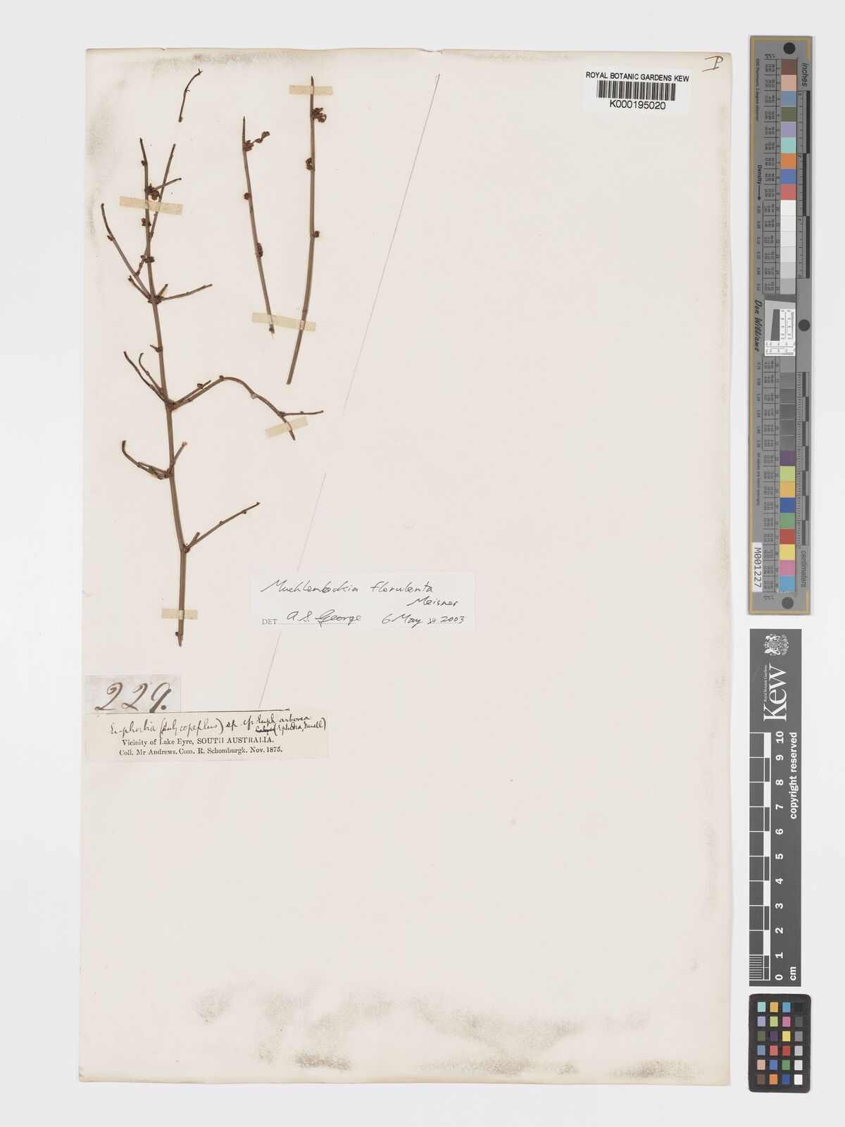 Duma T.M.Schust. | Plants of the World Online | Kew Science