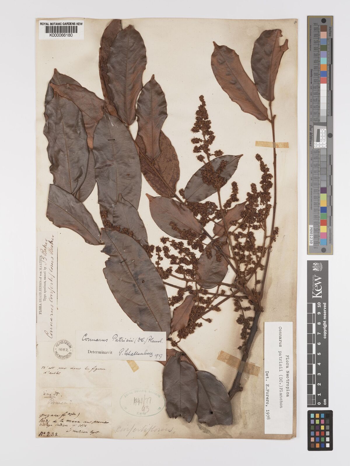 Connarus patrisii (DC.) Planch. | Plants of the World Online | Kew Science