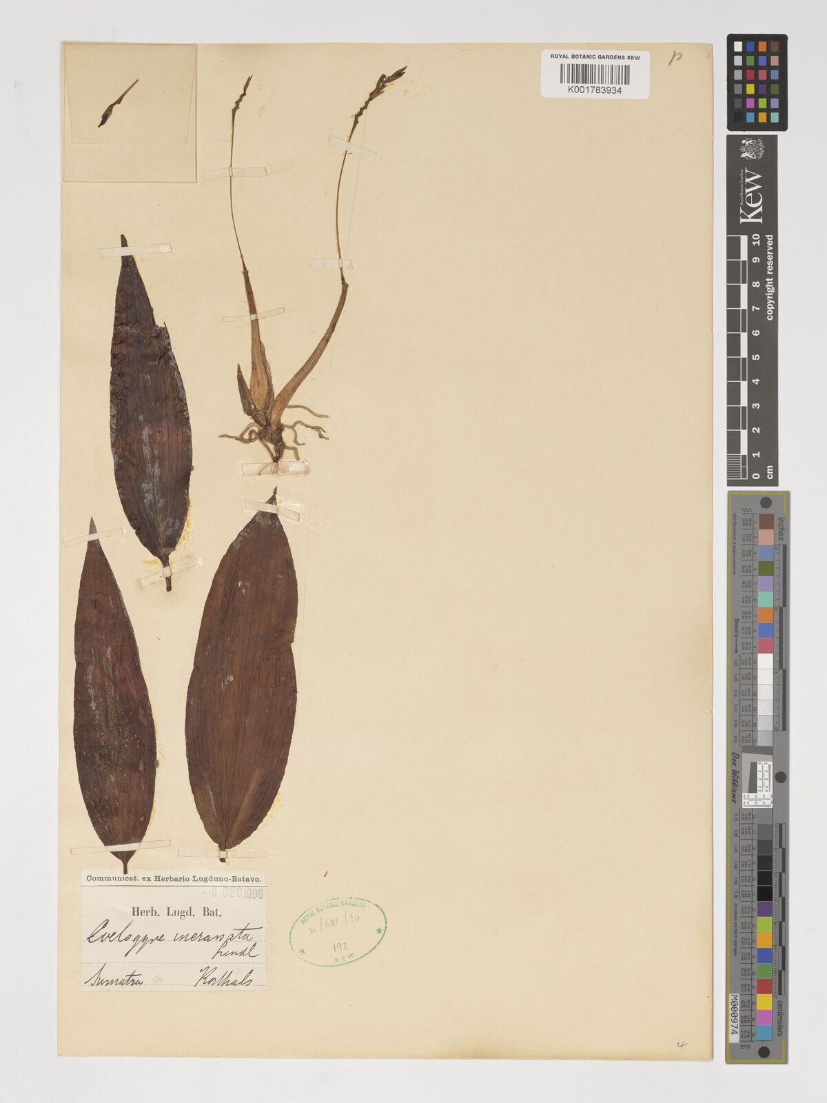 Coelogyne incrassata var. incrassata | Plants of the World Online | Kew ...