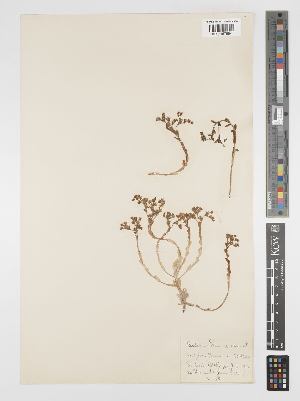 Sedum somenii Raym.-Hamet ex H.Lév. | Plants of the World Online | Kew ...