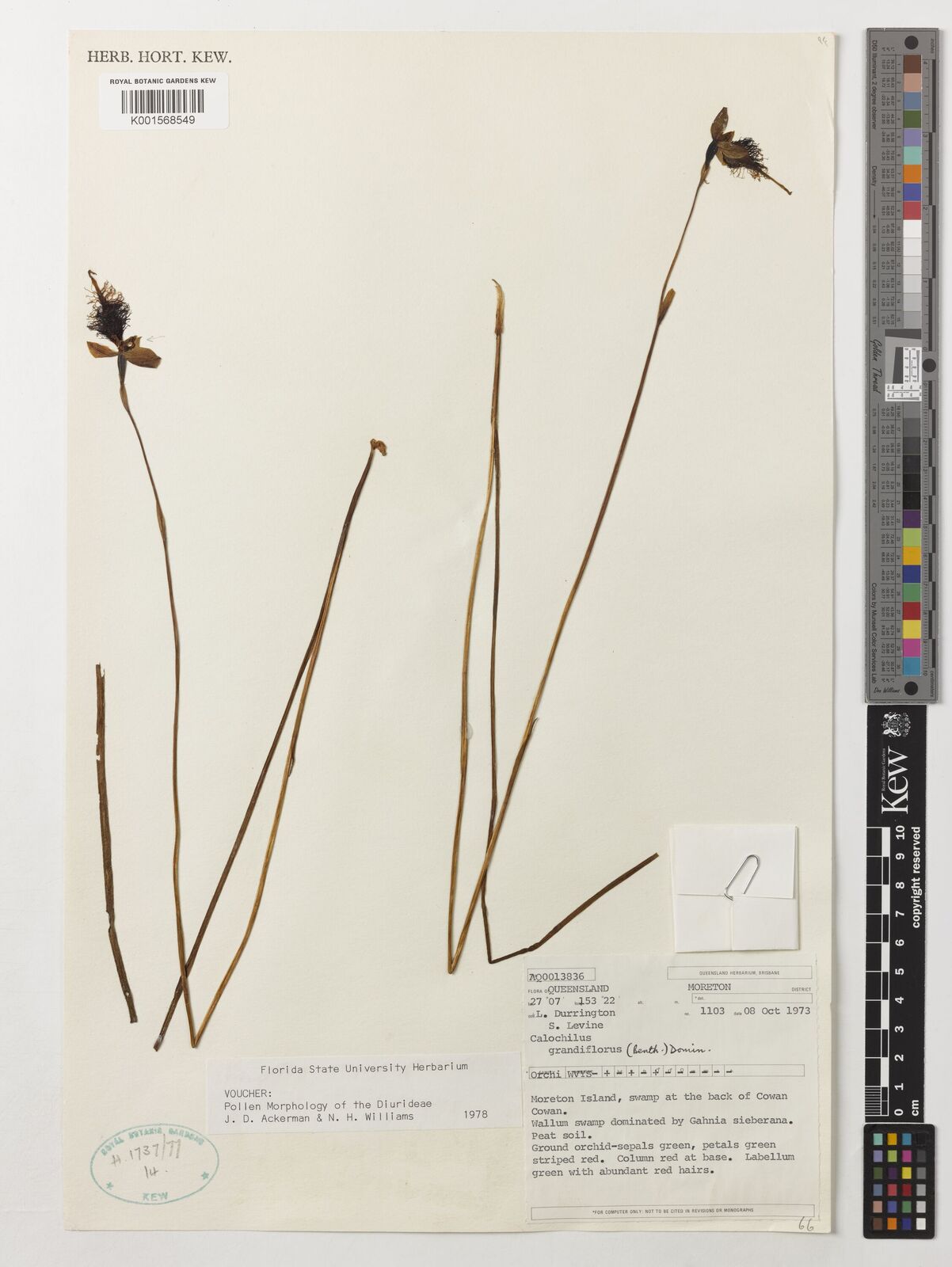 Calochilus R.Br. | Plants of the World Online | Kew Science