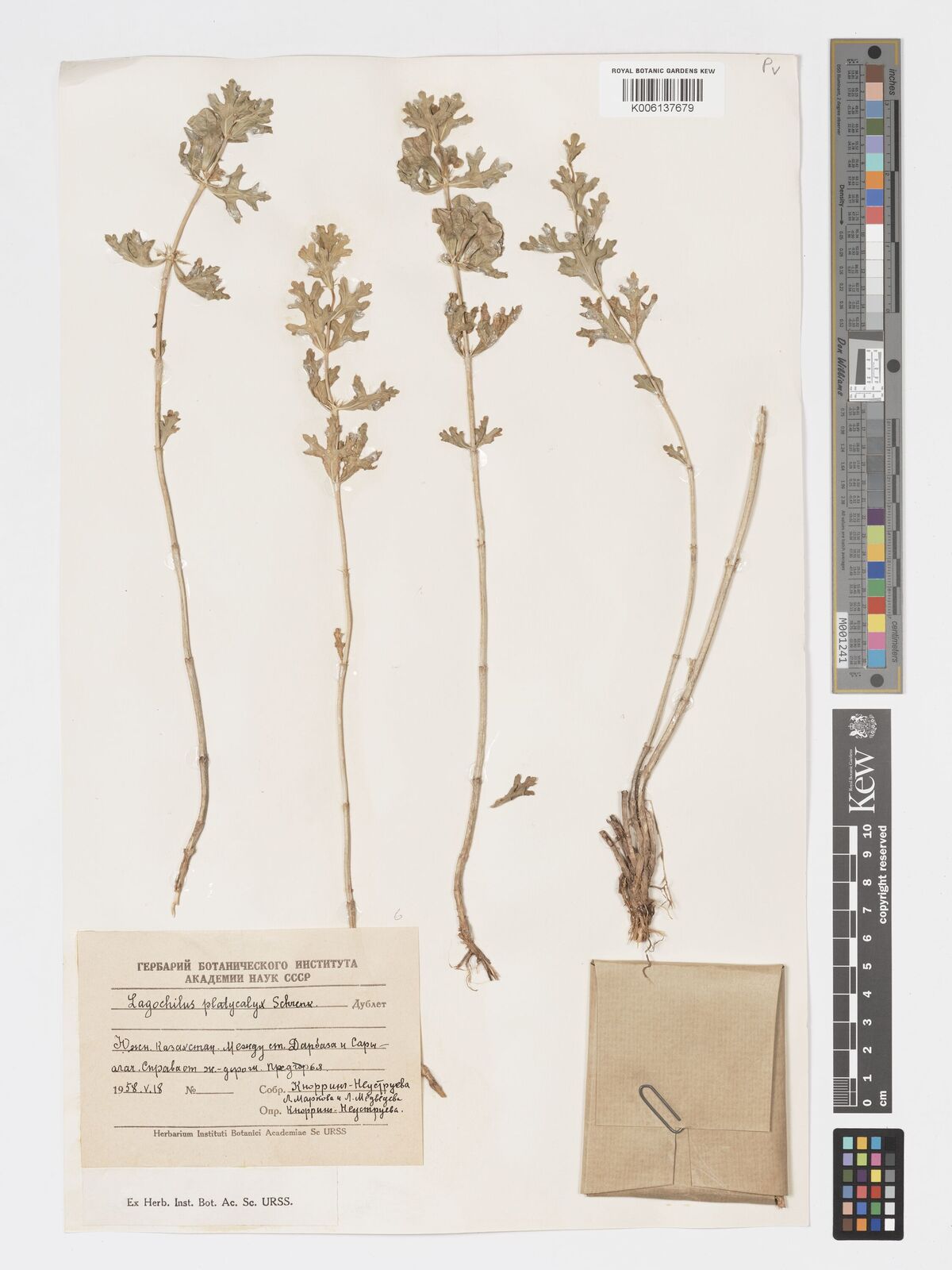 Lagochilus platycalyx Schrenk ex Fisch. & C.A.Mey. | Plants of the ...