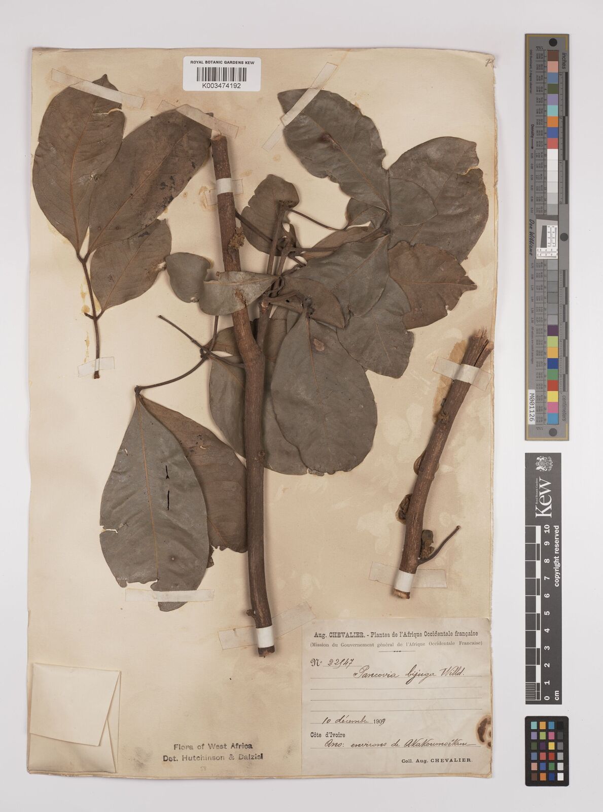 Pancovia bijuga Willd. | Plants of the World Online | Kew Science