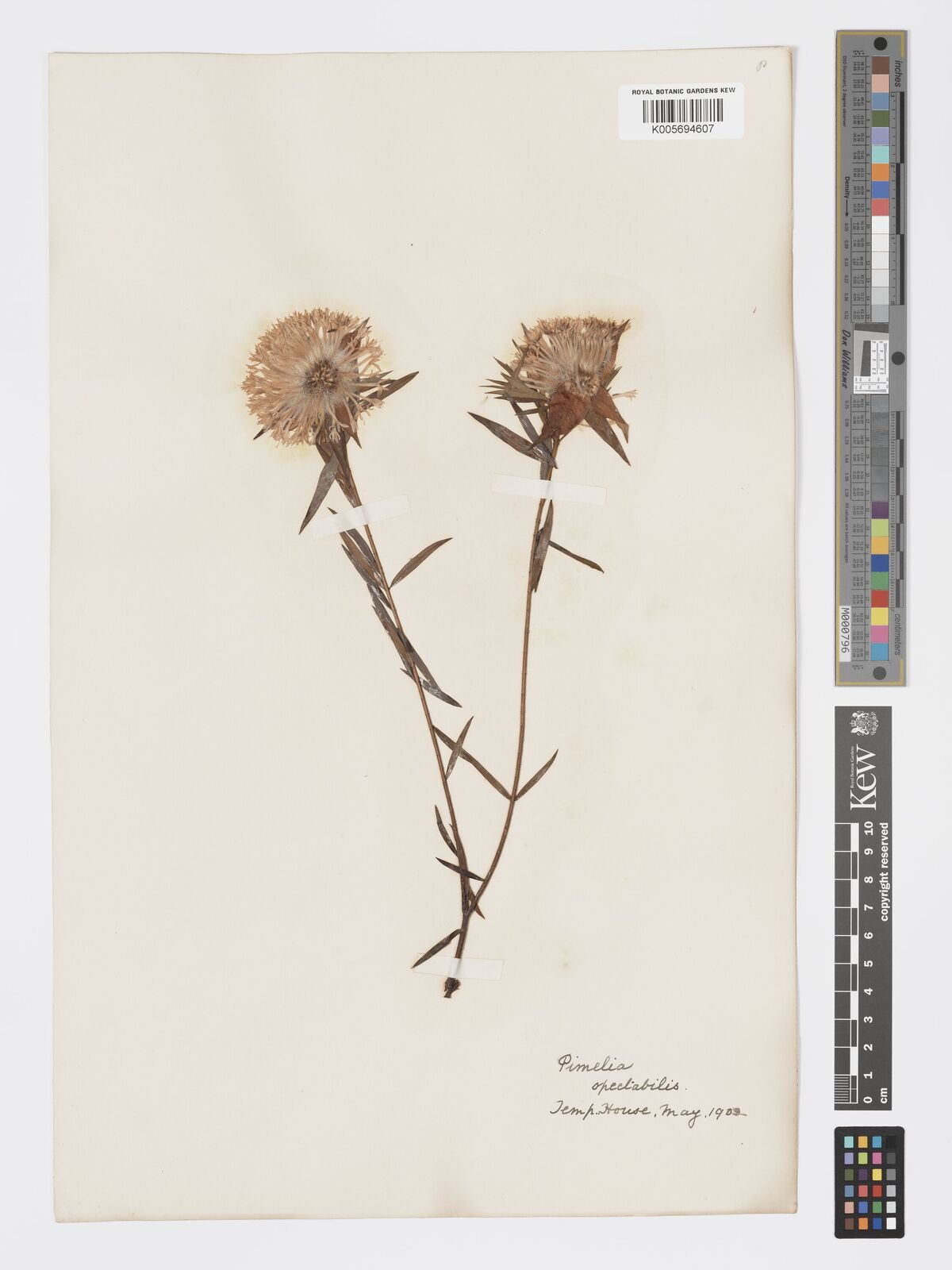 Pimelea spectabilis Lindl. | Plants of the World Online | Kew Science