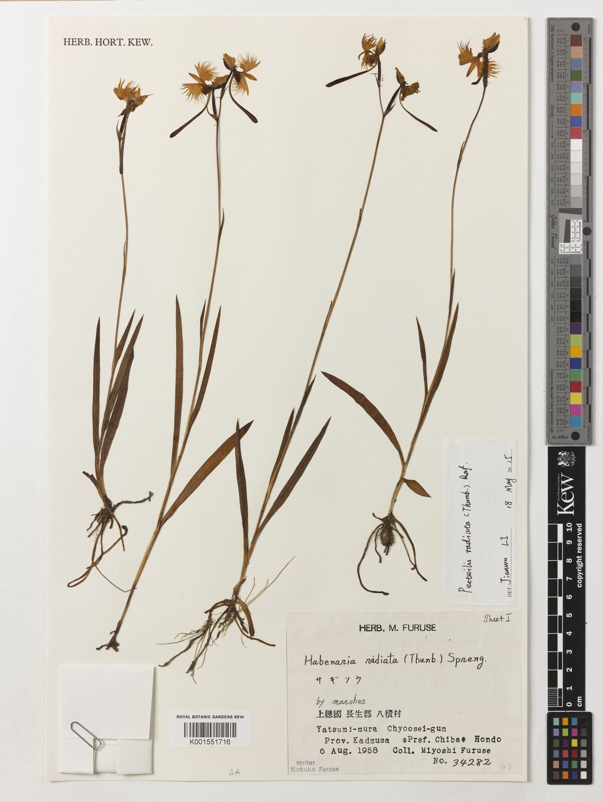 Pecteilis radiata (Thunb.) Raf. | Plants of the World Online | Kew Science