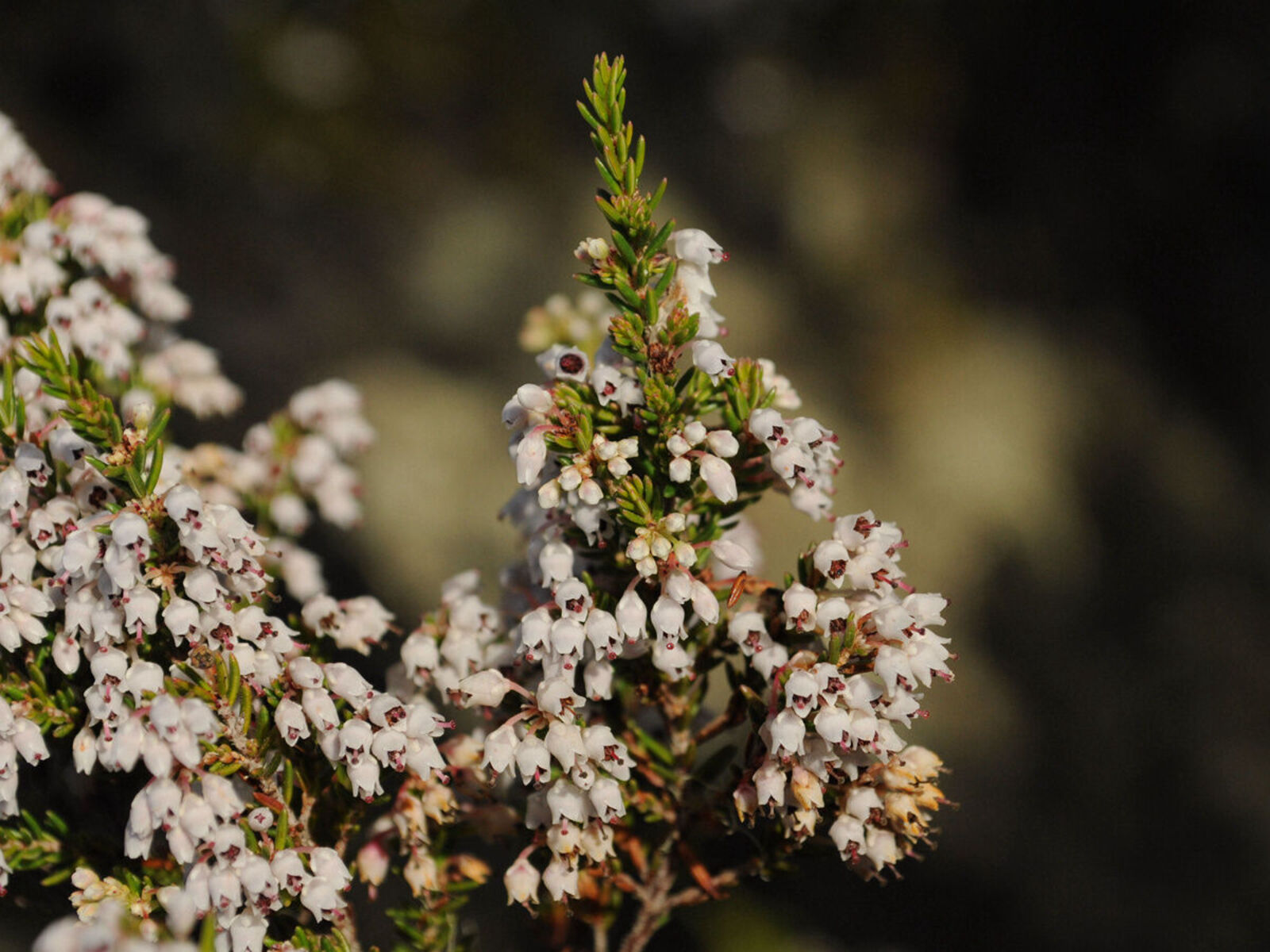 Erica arborea L. | Plants of the World Online | Kew Science