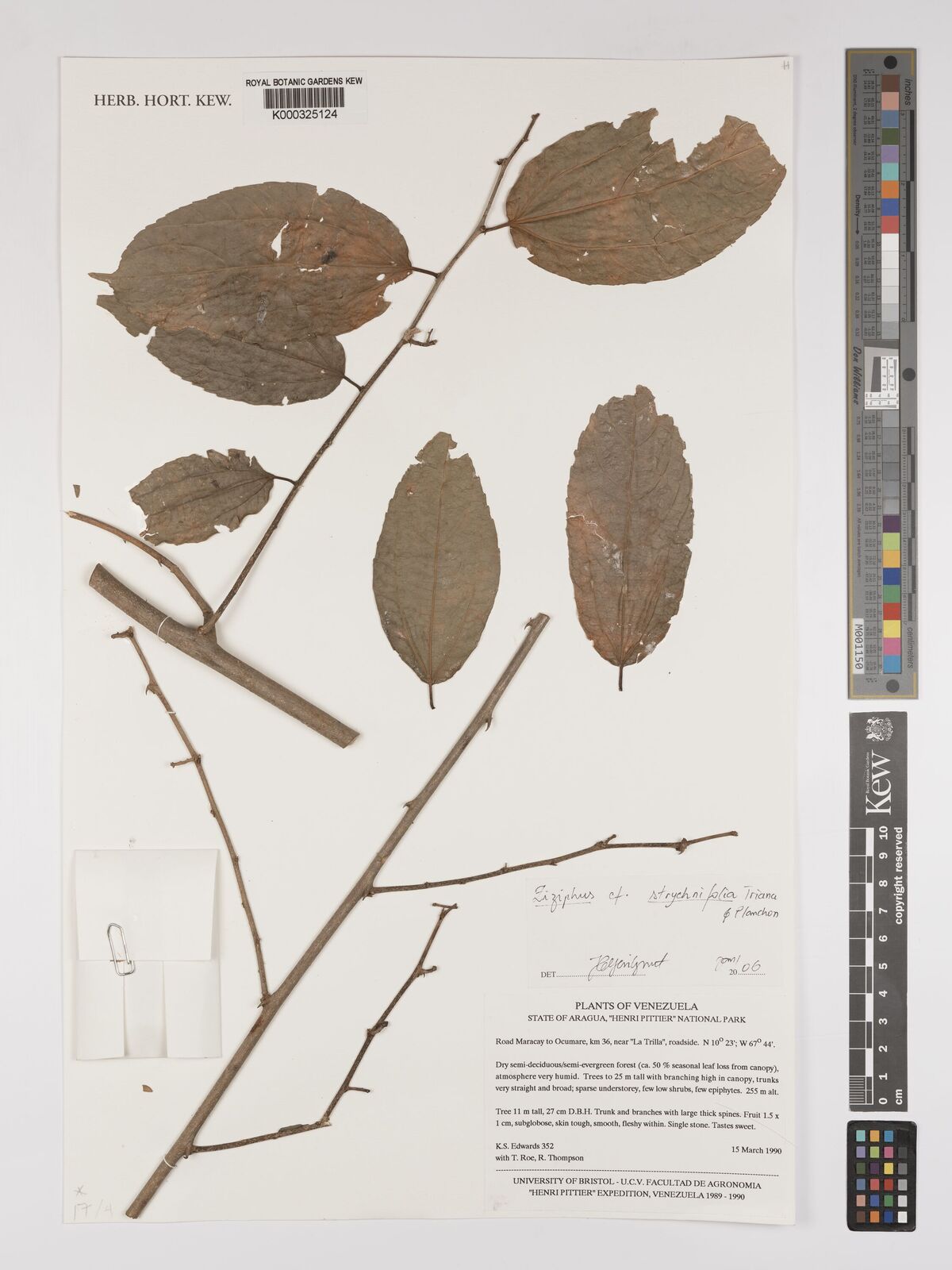 Sarcomphalus strychnifolius (Triana & Planch.) Hauenschild | Plants of ...