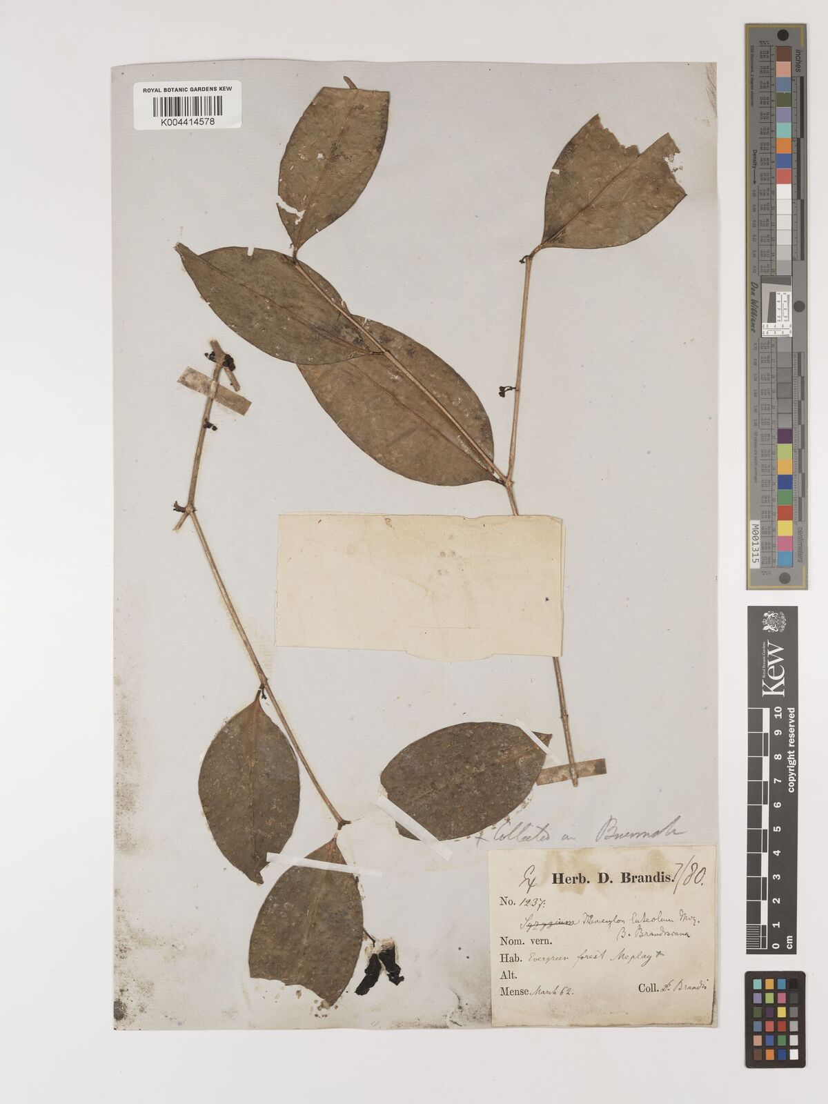 Memecylon oleifolium var. oleifolium | Plants of the World Online | Kew ...