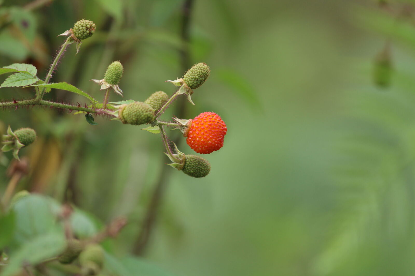 Rubus sumatranus Miq. | Plants of the World Online | Kew Science