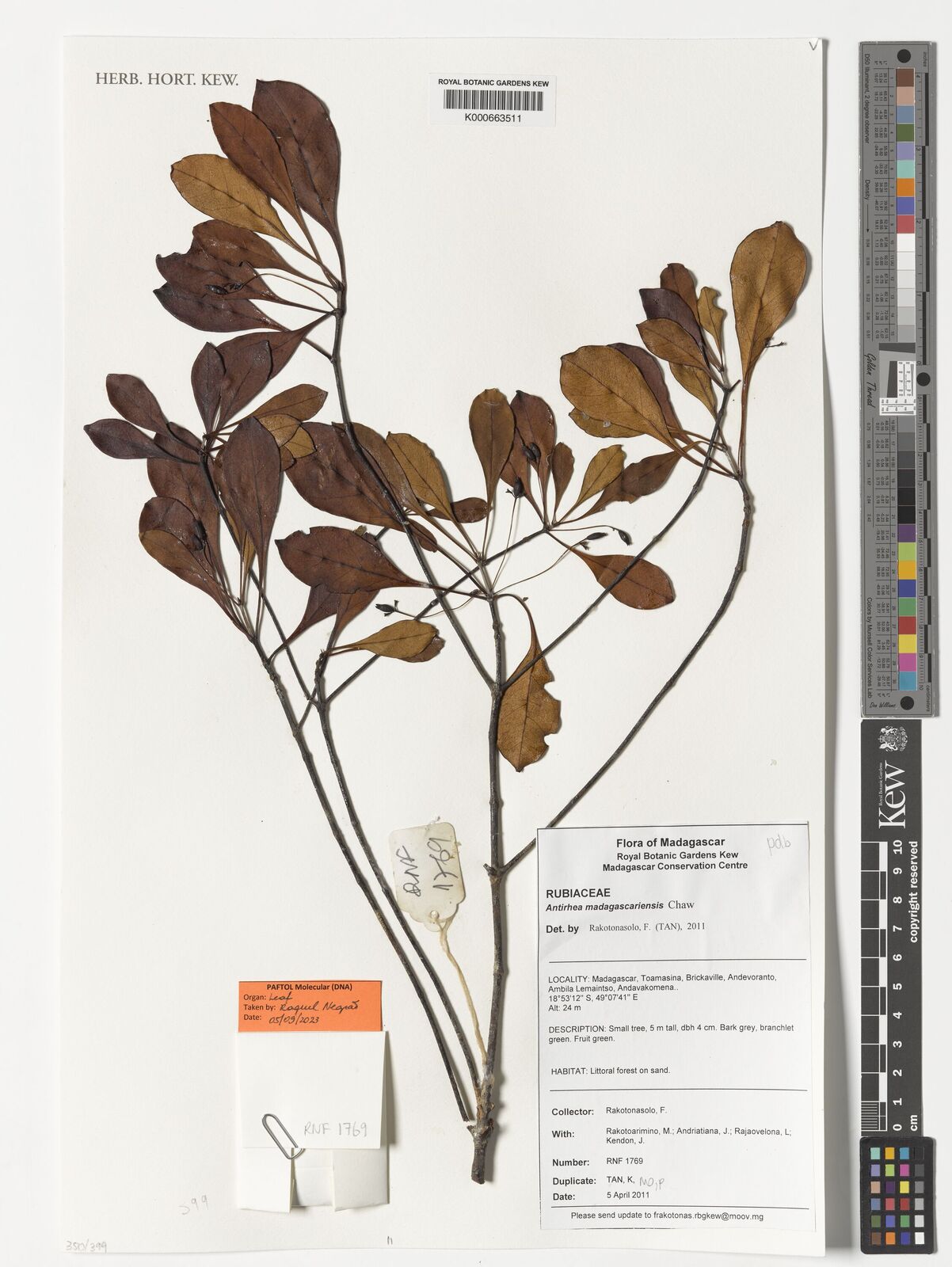 Antirhea madagascariensis Chaw | Plants of the World Online | Kew Science