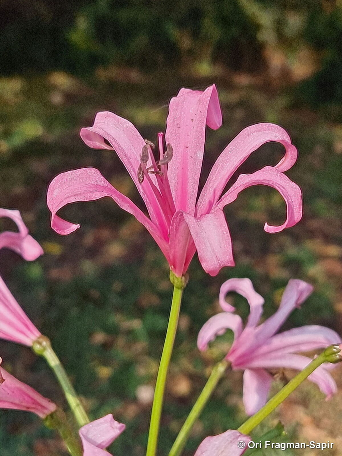 Nerine bowdenii subsp. bowdenii | Plants of the World Online | Kew Science