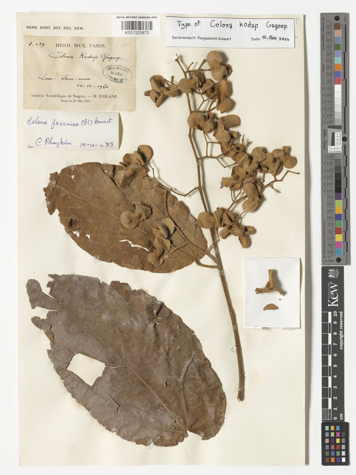 Colona javanica (Blume) Burret | Plants of the World Online | Kew Science