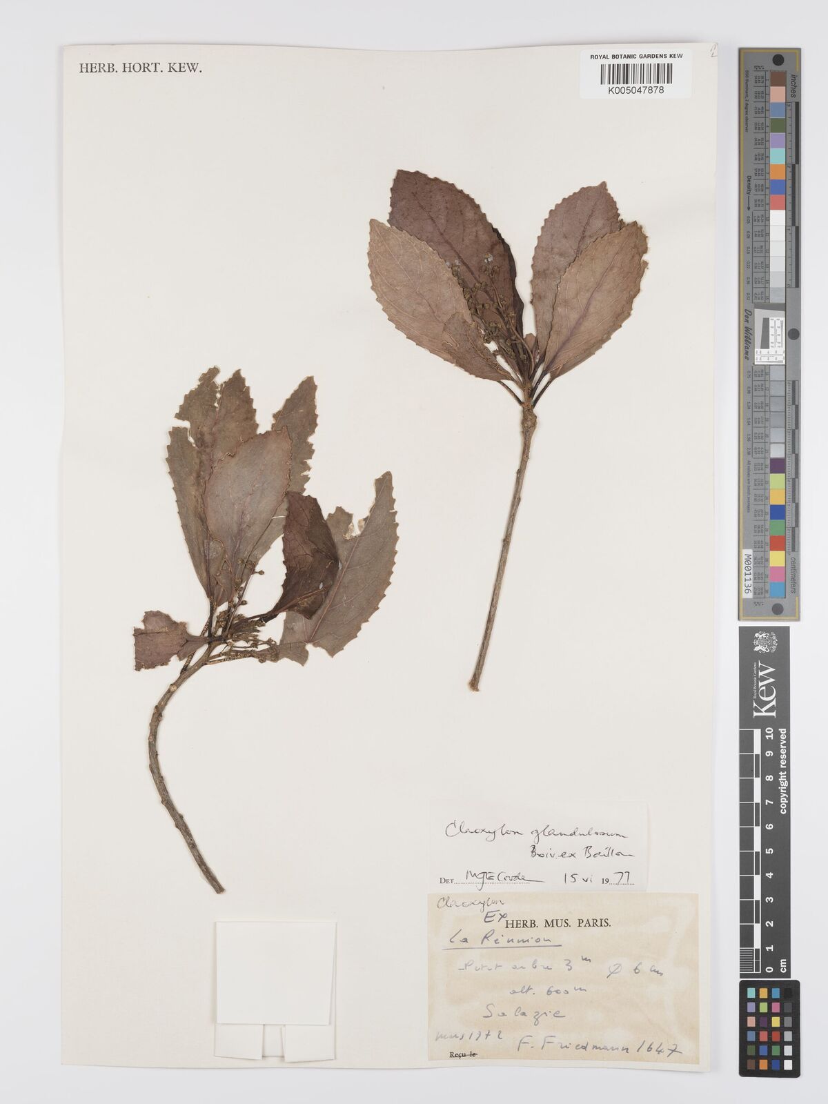 Claoxylon glandulosum Boivin ex Baill. | Plants of the World Online ...
