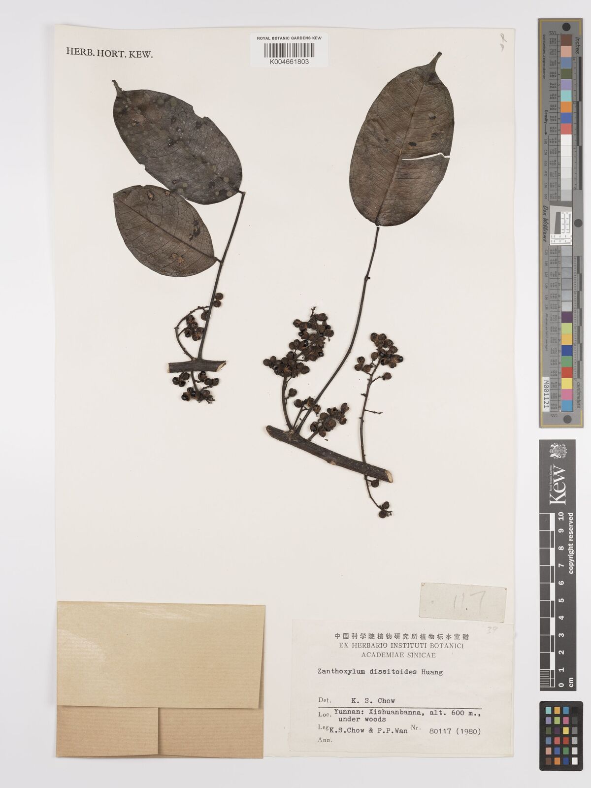 Zanthoxylum laetum Drake | Plants of the World Online | Kew Science