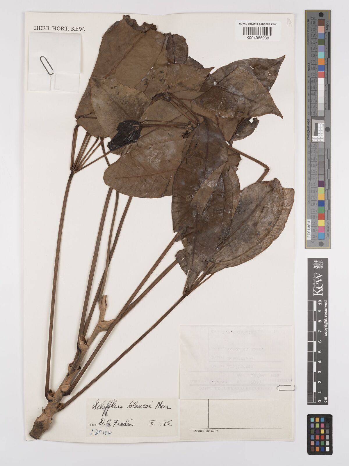 Heptapleurum blancoi (Merr.) Lowry & G.M.Plunkett | Plants of the World ...