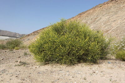 Ochradenus arabicus Chaudhary, Hillc. & A.G.Mill. | Plants of the World ...