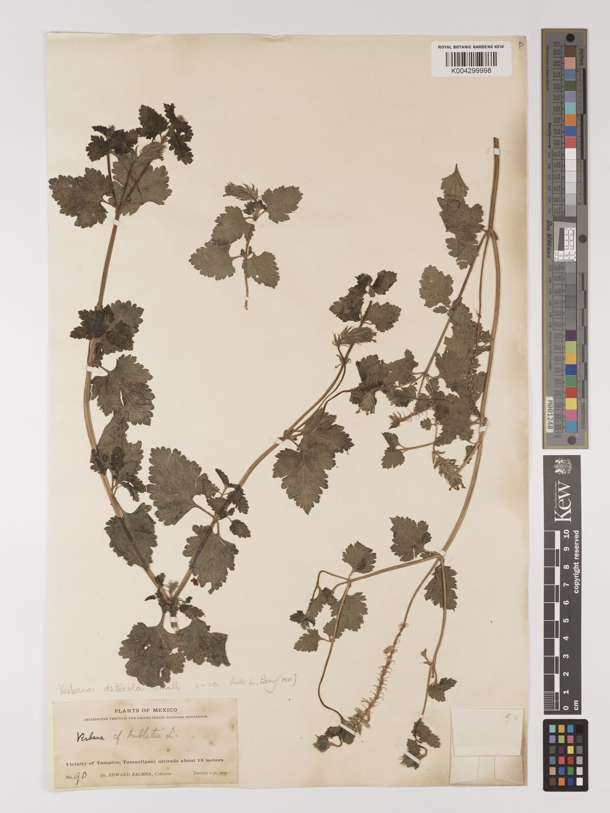 Glandularia delticola (Small ex Perry) Umber | Plants of the World ...