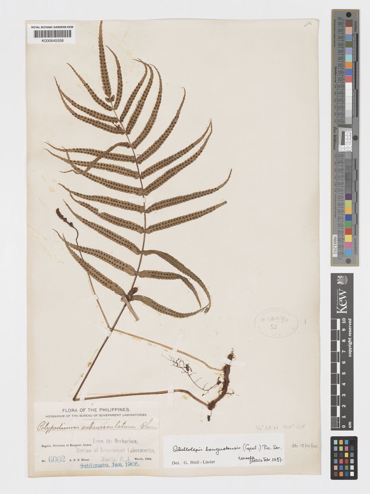 Goniophlebium benguetense (Copel.) Copel. | Plants of the World Online ...