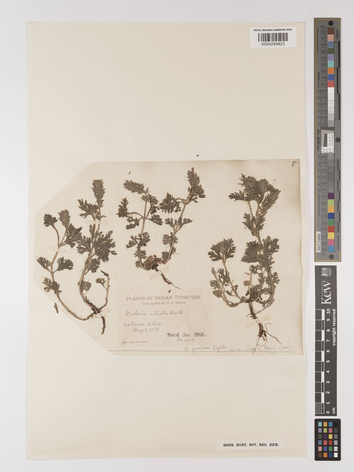 Glandularia pumila (Rydb.) Umber | Plants of the World Online | Kew Science