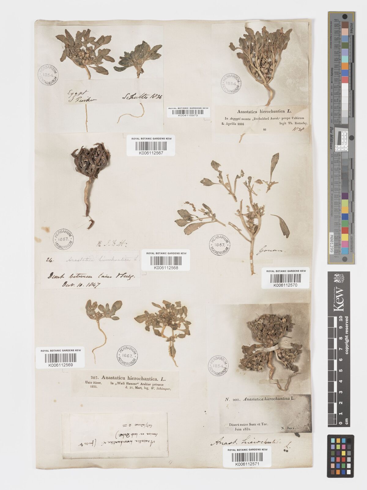 Anastatica hierochuntica L. | Plants of the World Online | Kew Science