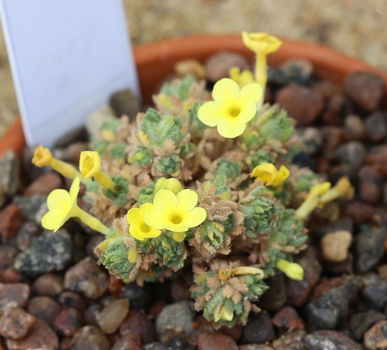 Dionysia odora subsp. odora | Plants of the World Online | Kew Science