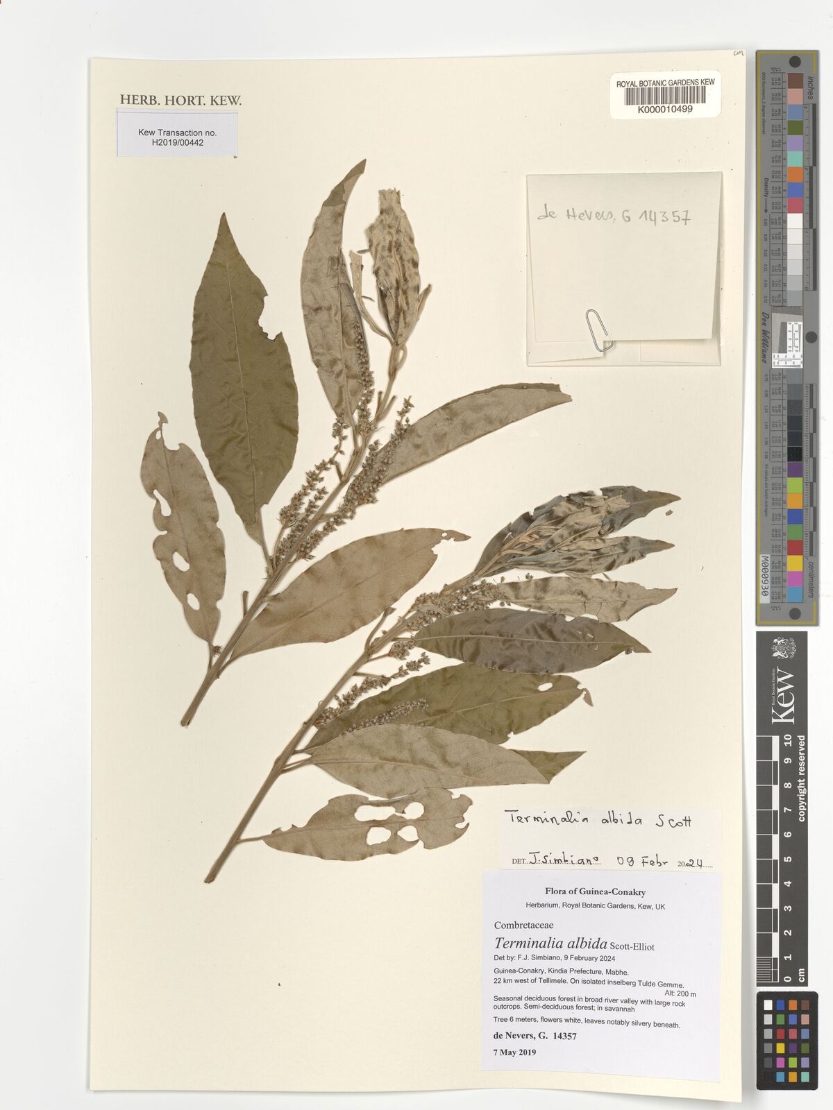 Terminalia albida Scott Elliot | Plants of the World Online | Kew Science