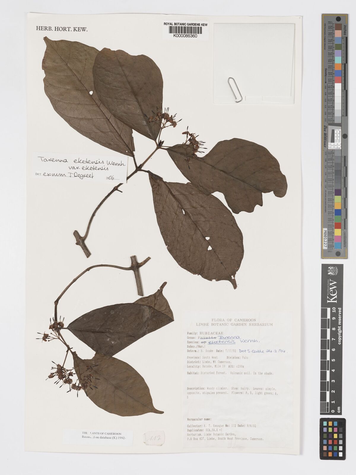 Tarenna eketensis Wernham | Plants of the World Online | Kew Science