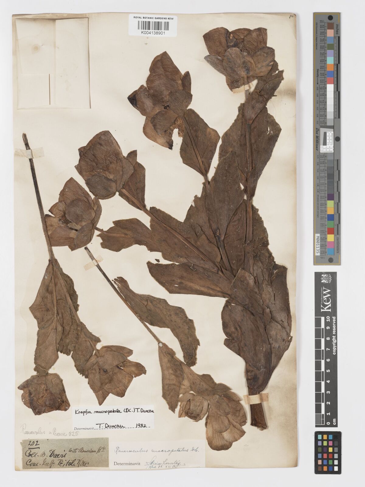 Ranunculus macropetalus DC. | Plants of the World Online | Kew Science