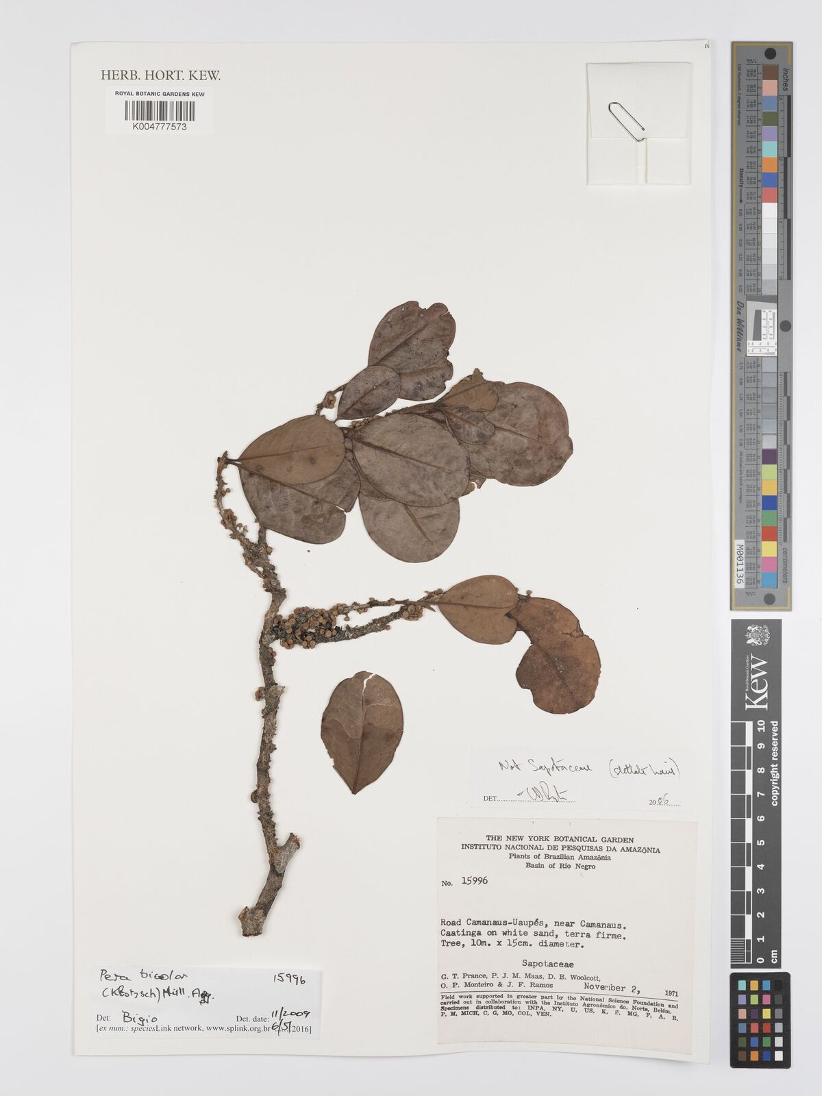 Pera bicolor (Klotzsch) Müll.Arg. | Plants of the World Online | Kew ...