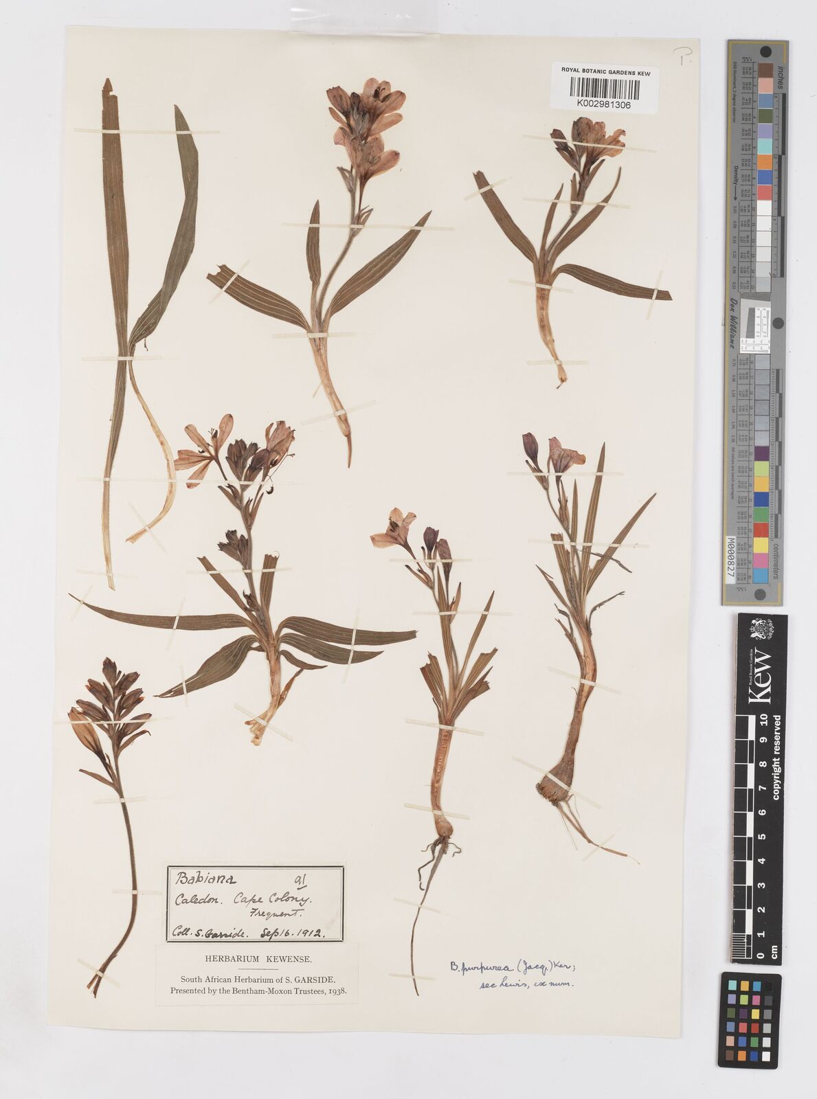 Babiana purpurea (Vahl) Ker Gawl. | Plants of the World Online | Kew ...