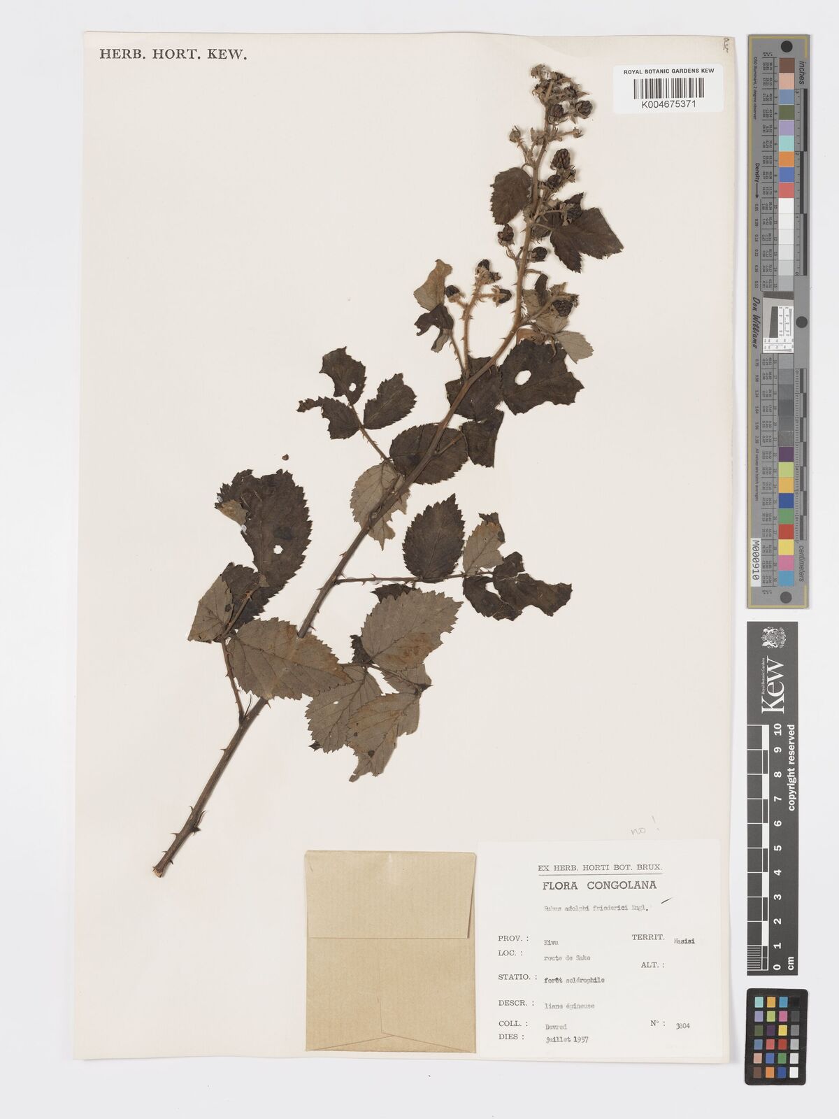 Rubus adolfi-friederici Engl. | Plants of the World Online | Kew Science