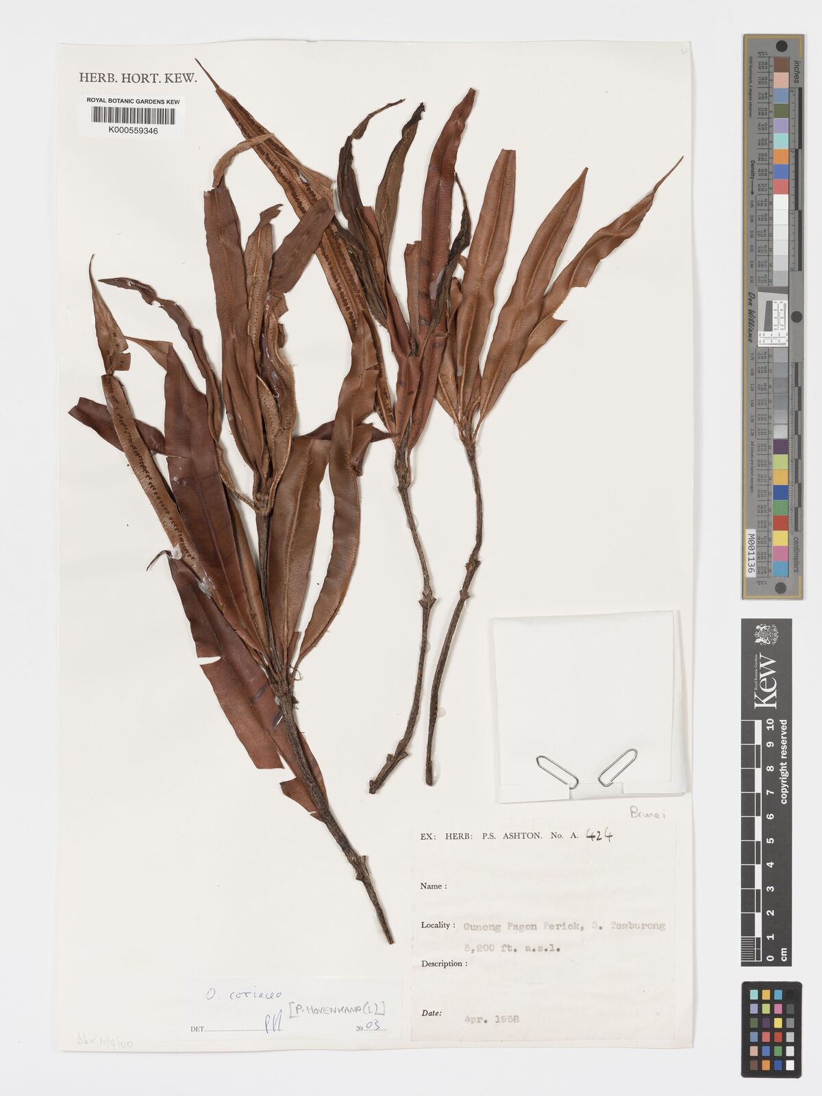 Oleandra coriacea Copel. | Plants of the World Online | Kew Science